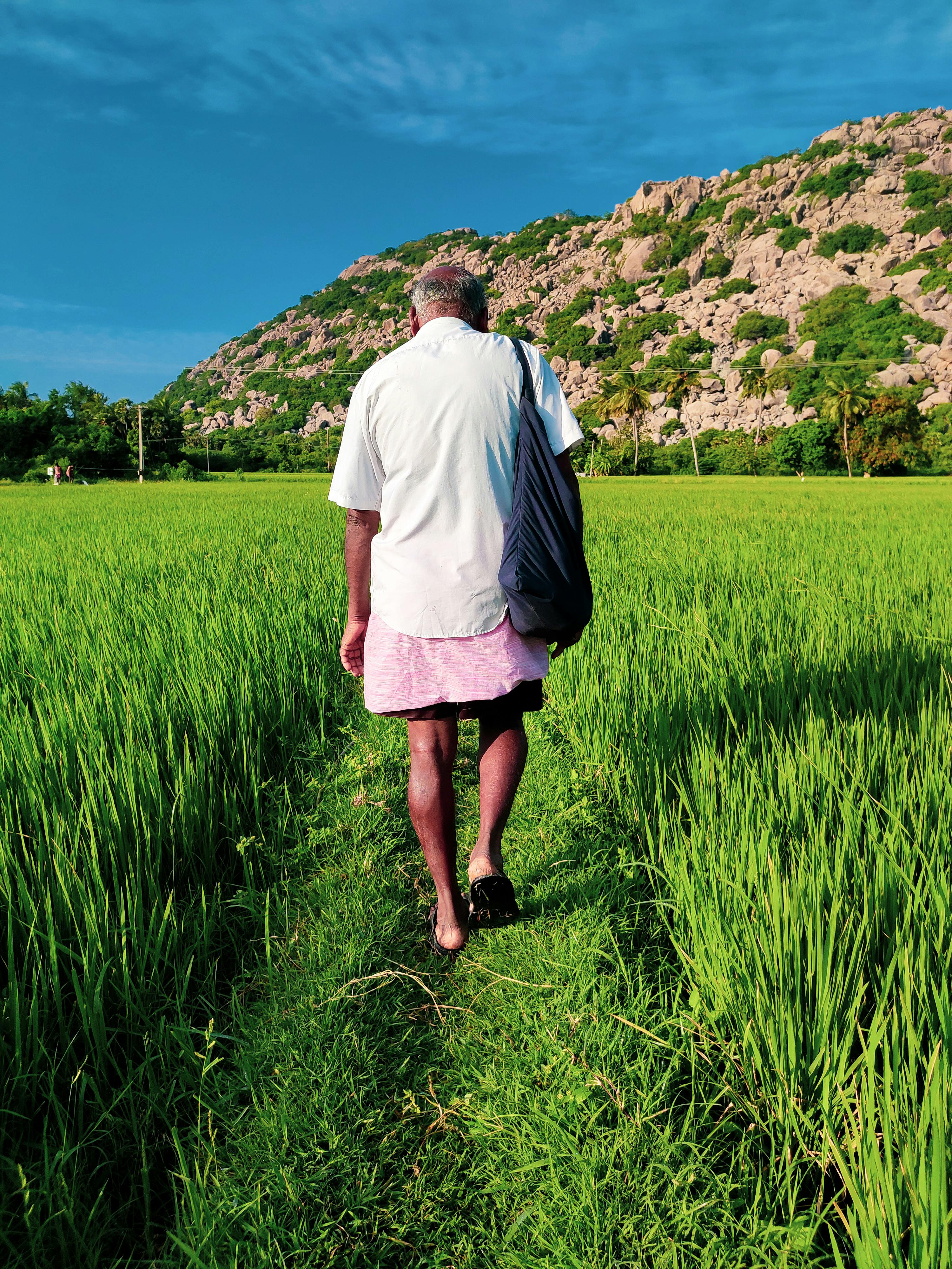 A Man Walking on Corn Field · Free Stock Photo