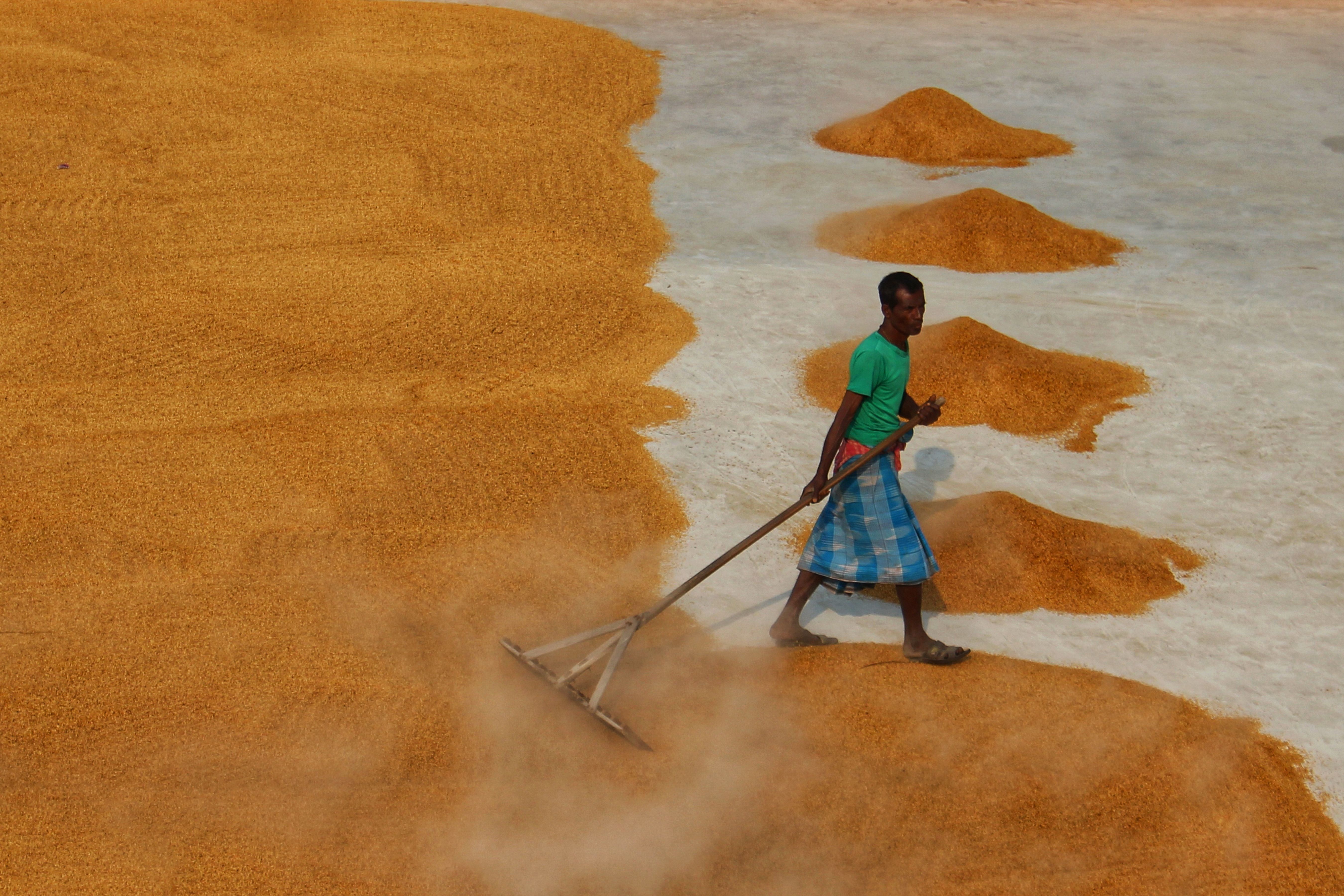 A Man Plowing the Grains on the Ground · Free Stock Photo