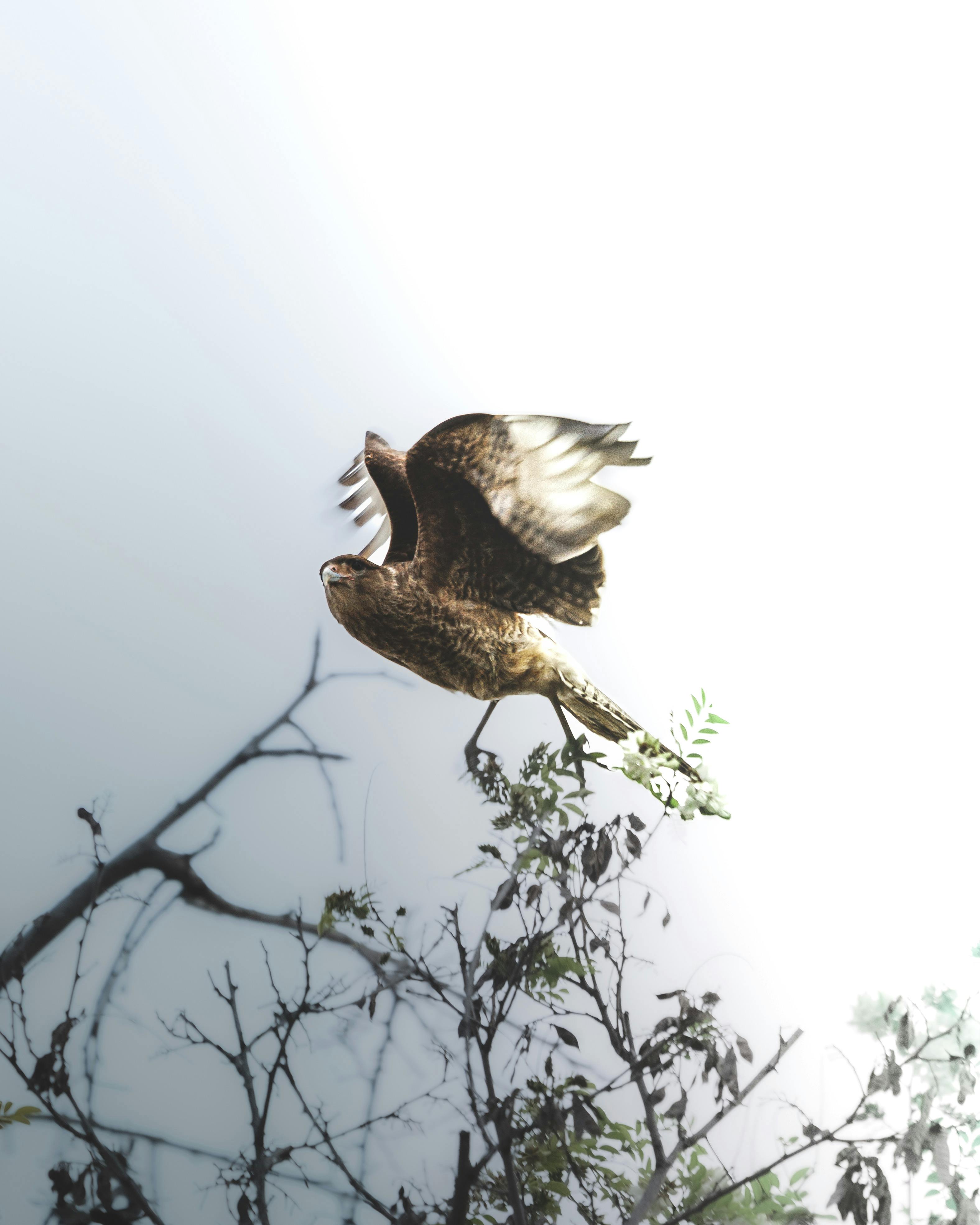 Predator Bird Flying · Free Stock Photo