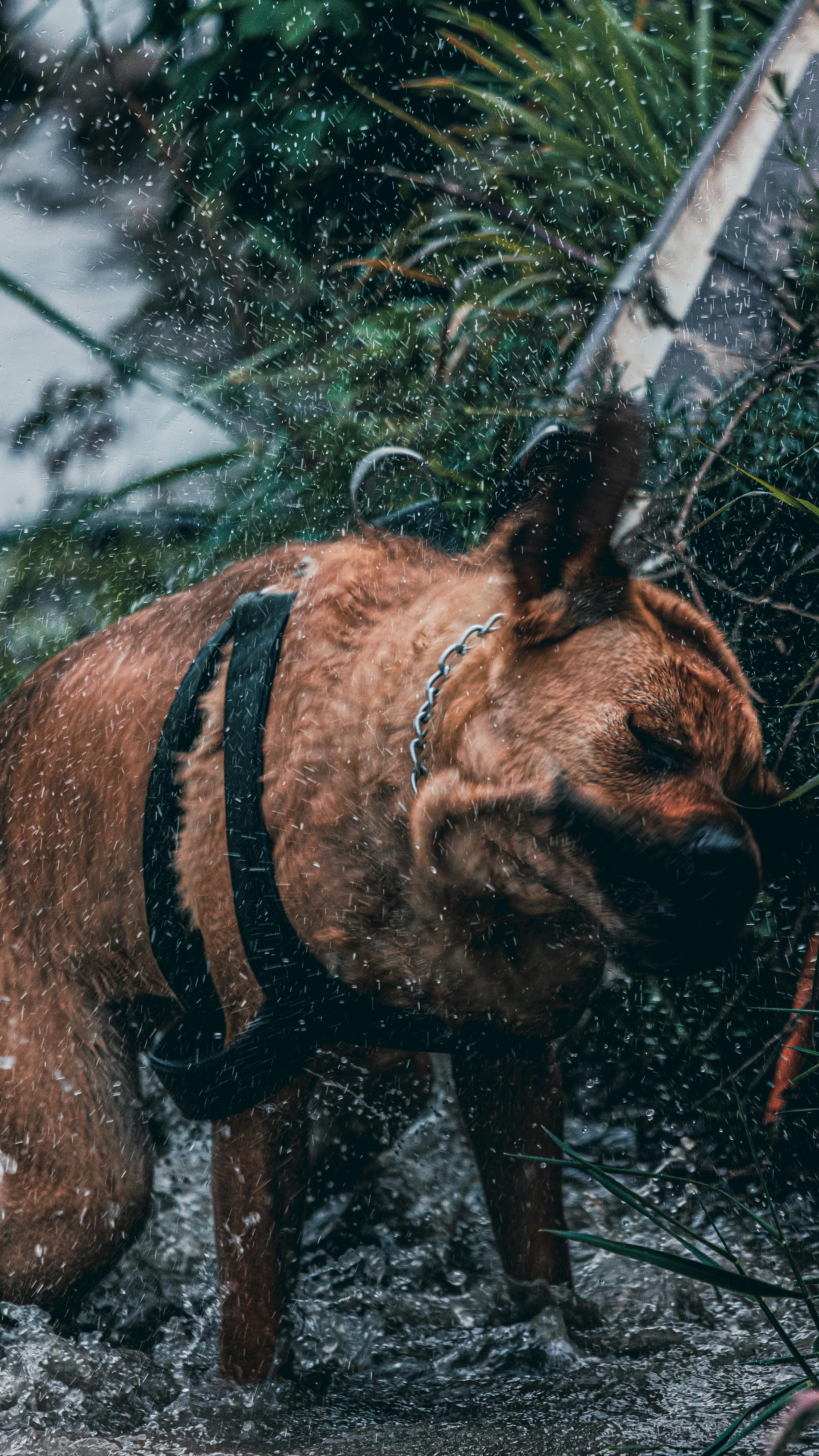 Shaking Dog Photos, Download The BEST Free Shaking Dog Stock Photos ...