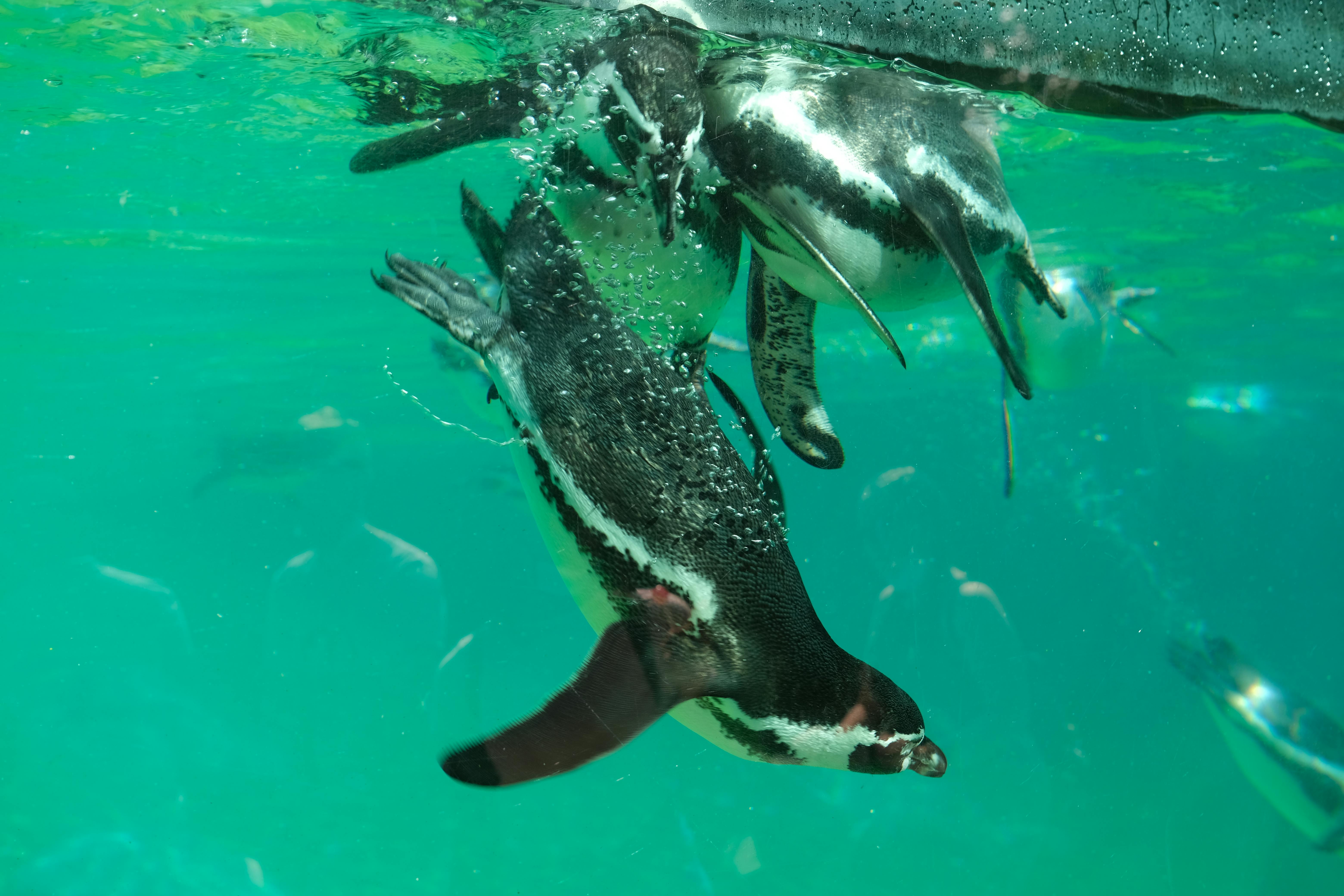 Penguin Swimming Photos, Download The BEST Free Penguin Swimming Stock ...