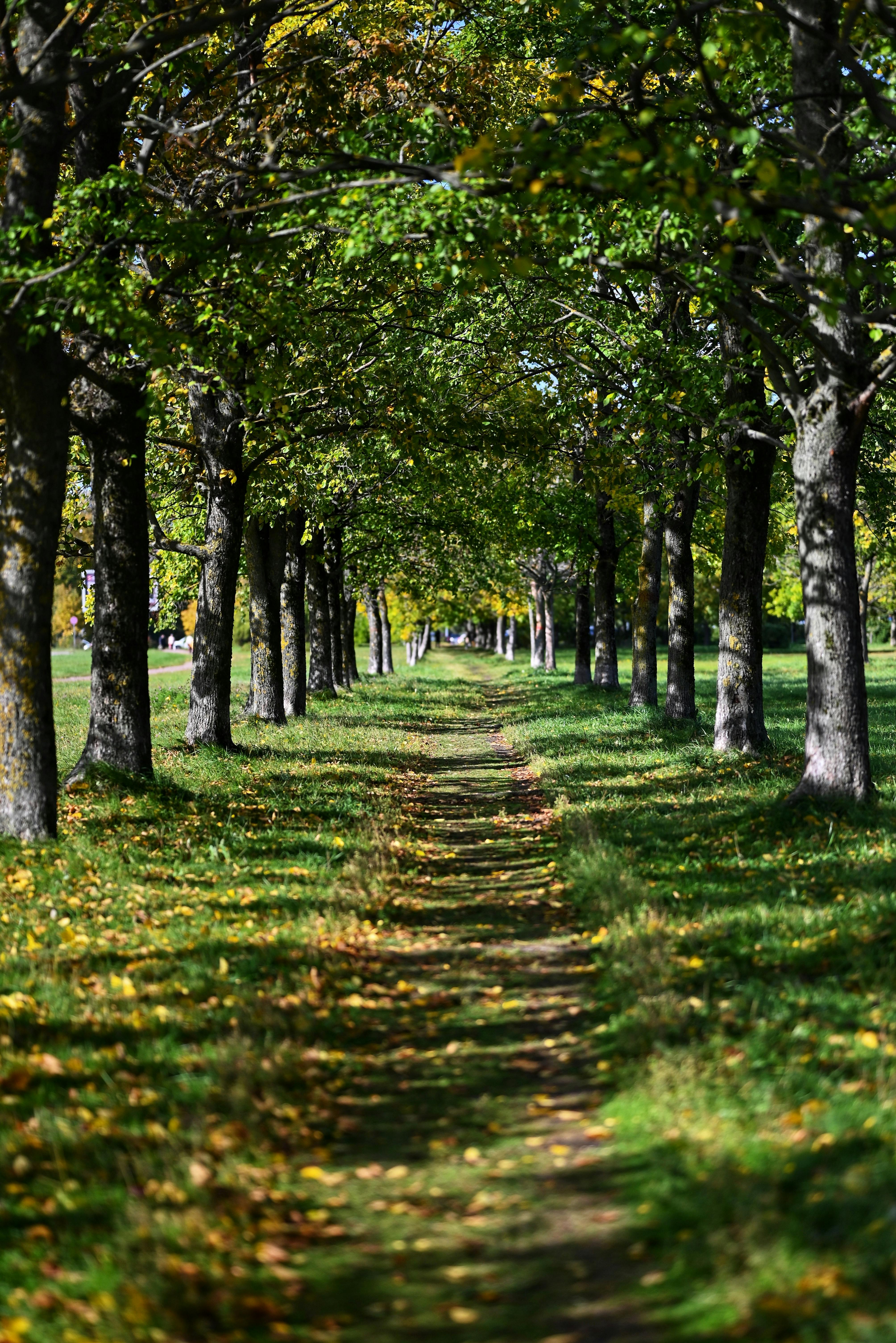 Pathway between Trees · Free Stock Photo