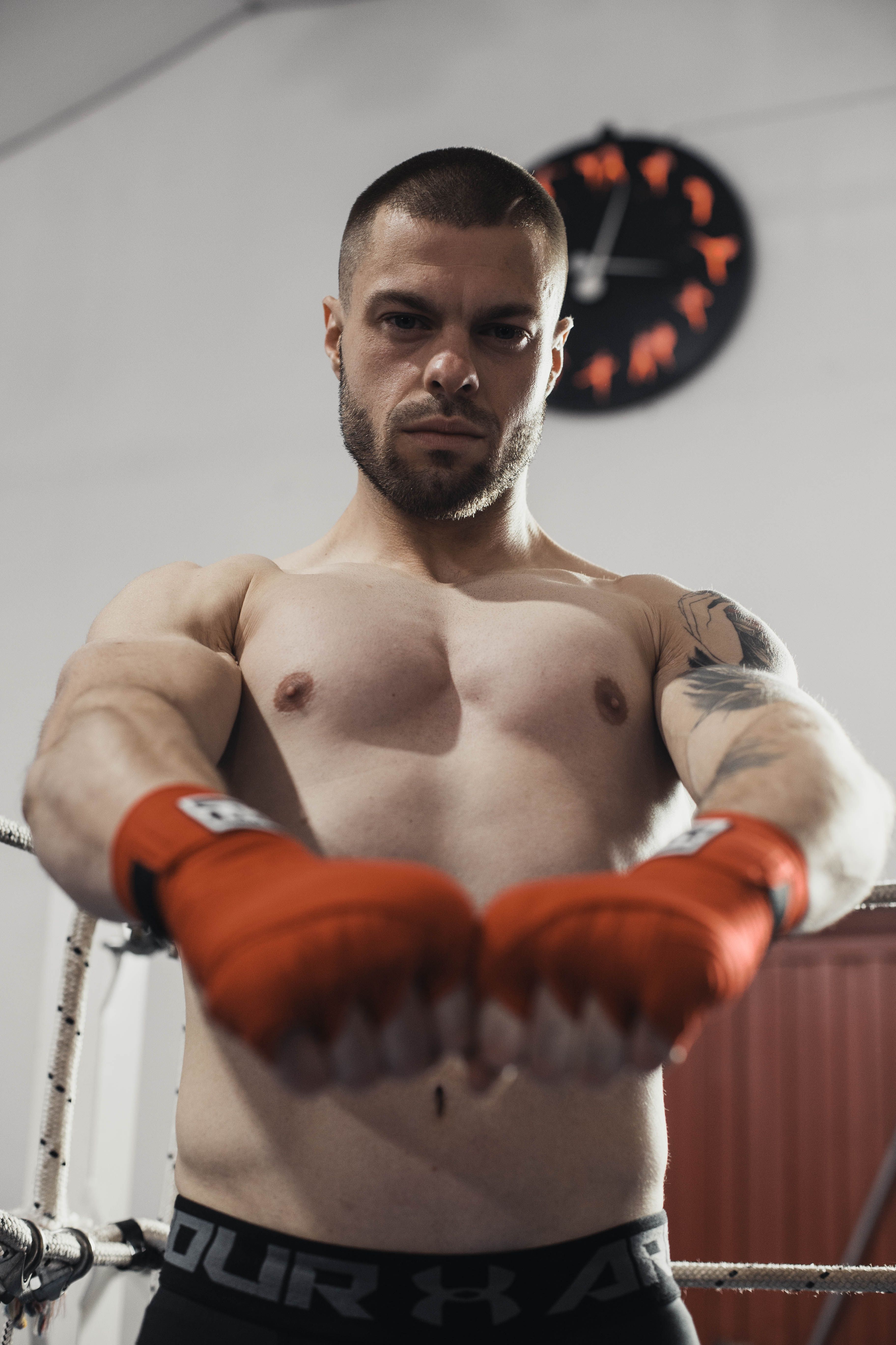 Portrait of Boxer · Free Stock Photo