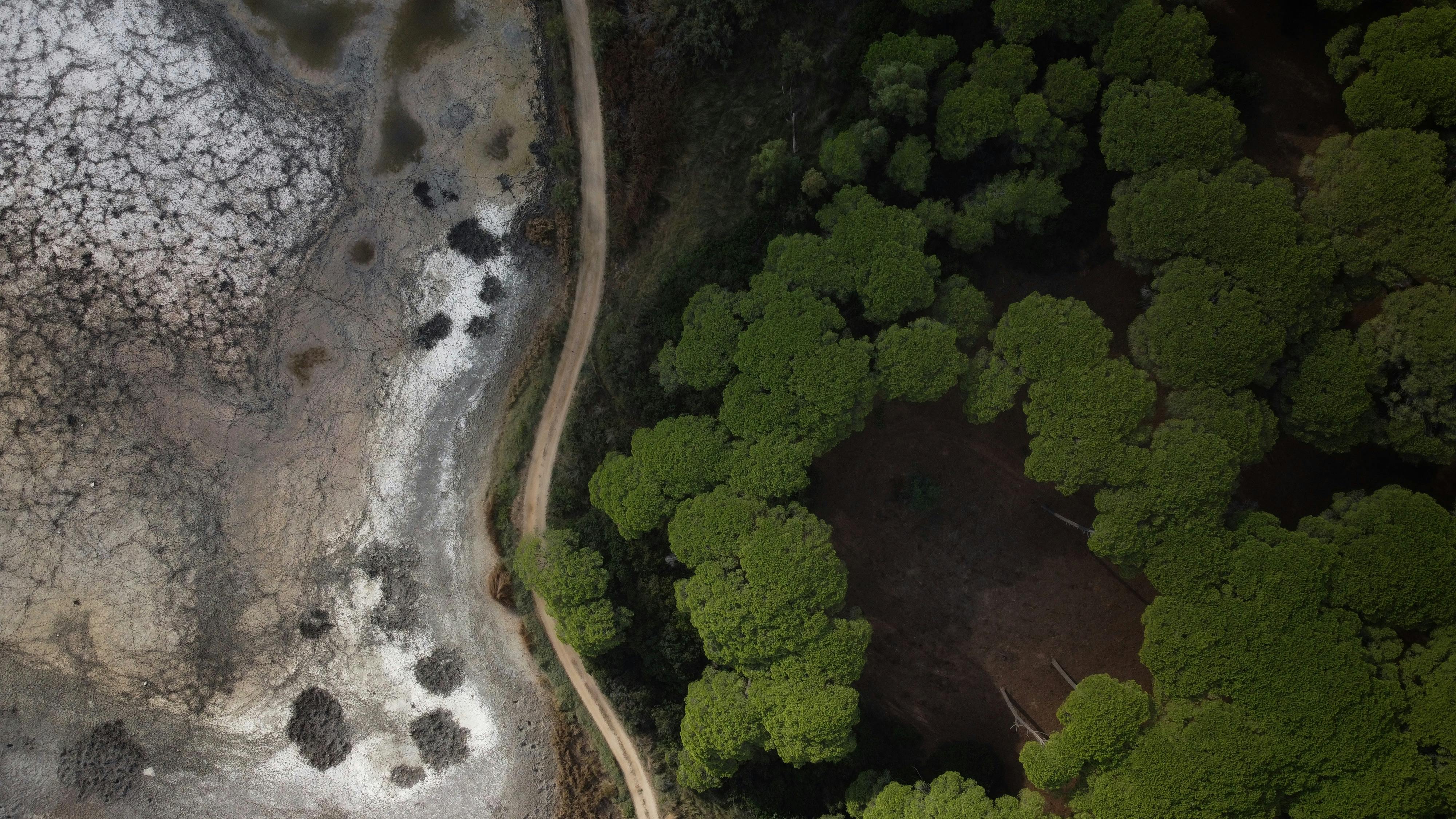 Aerial View of Green Trees · Free Stock Photo
