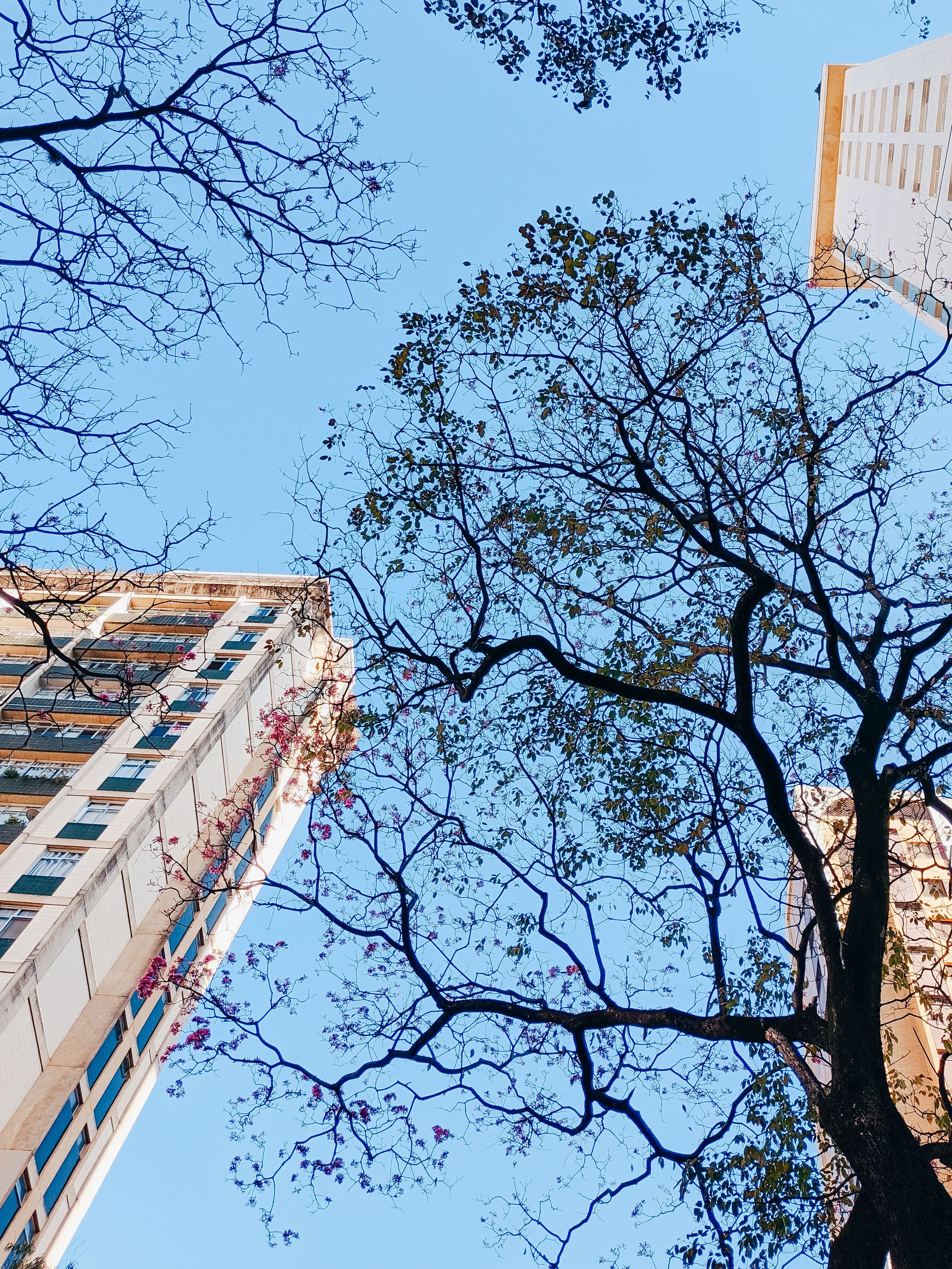 Alleyway with Tree in Town · Free Stock Photo