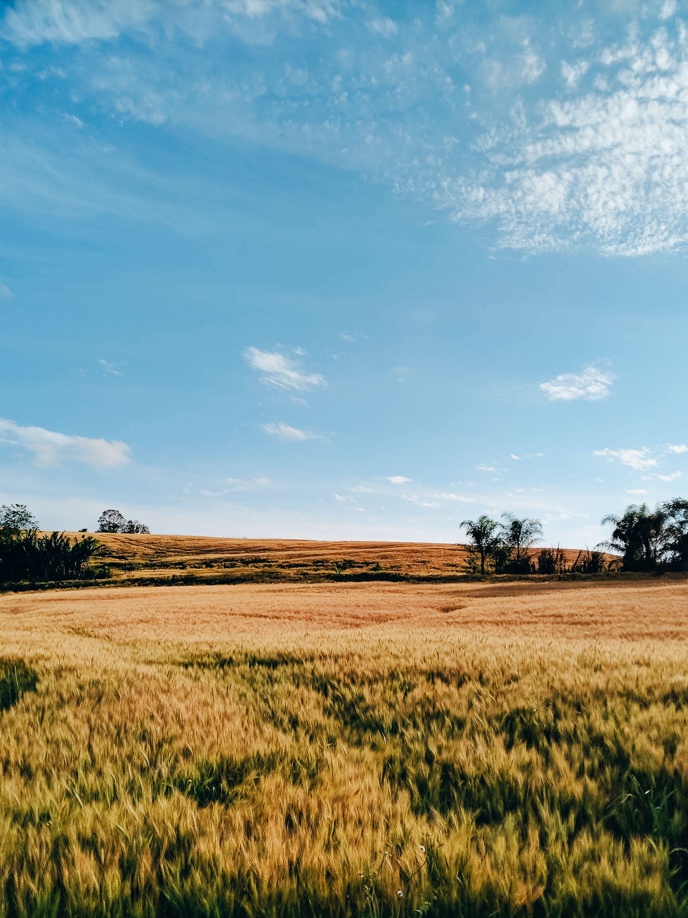 Green Grass Field Under Blue Sky · Free Stock Photo