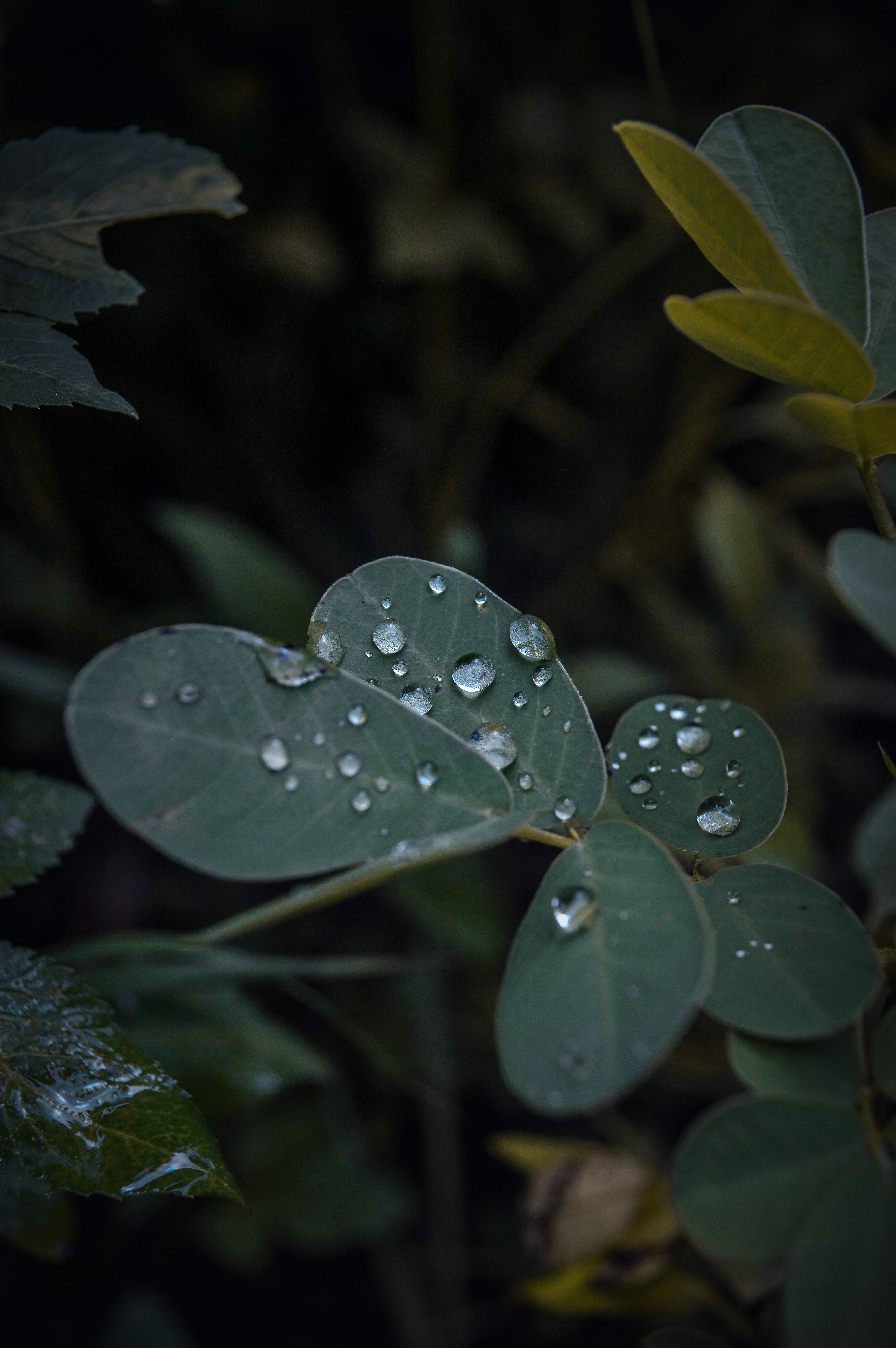 Close Das Gotas De Orvalho Na Planta · Foto profissional gratuita