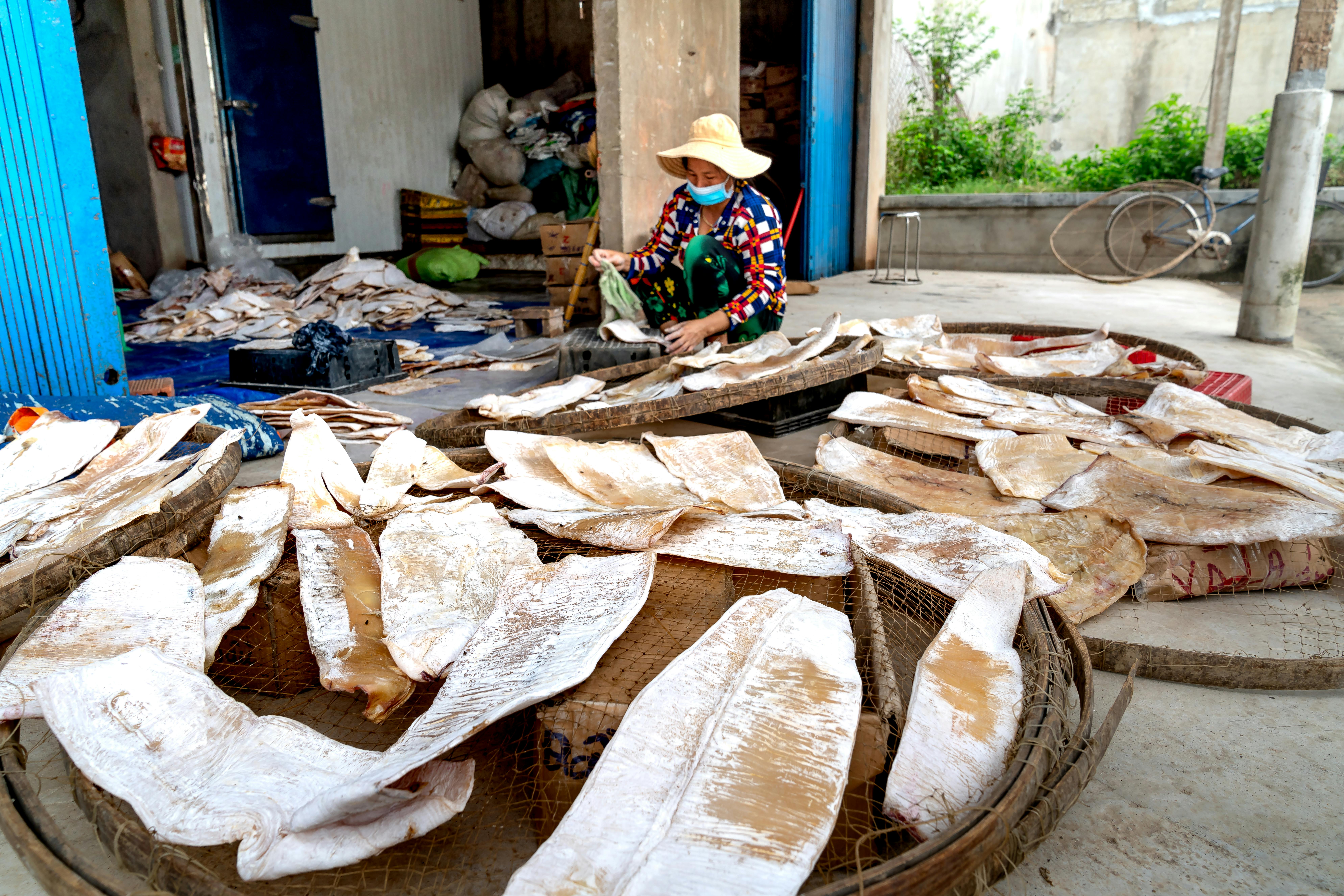 Laying Fish Photos, Download The BEST Free Laying Fish Stock Photos ...