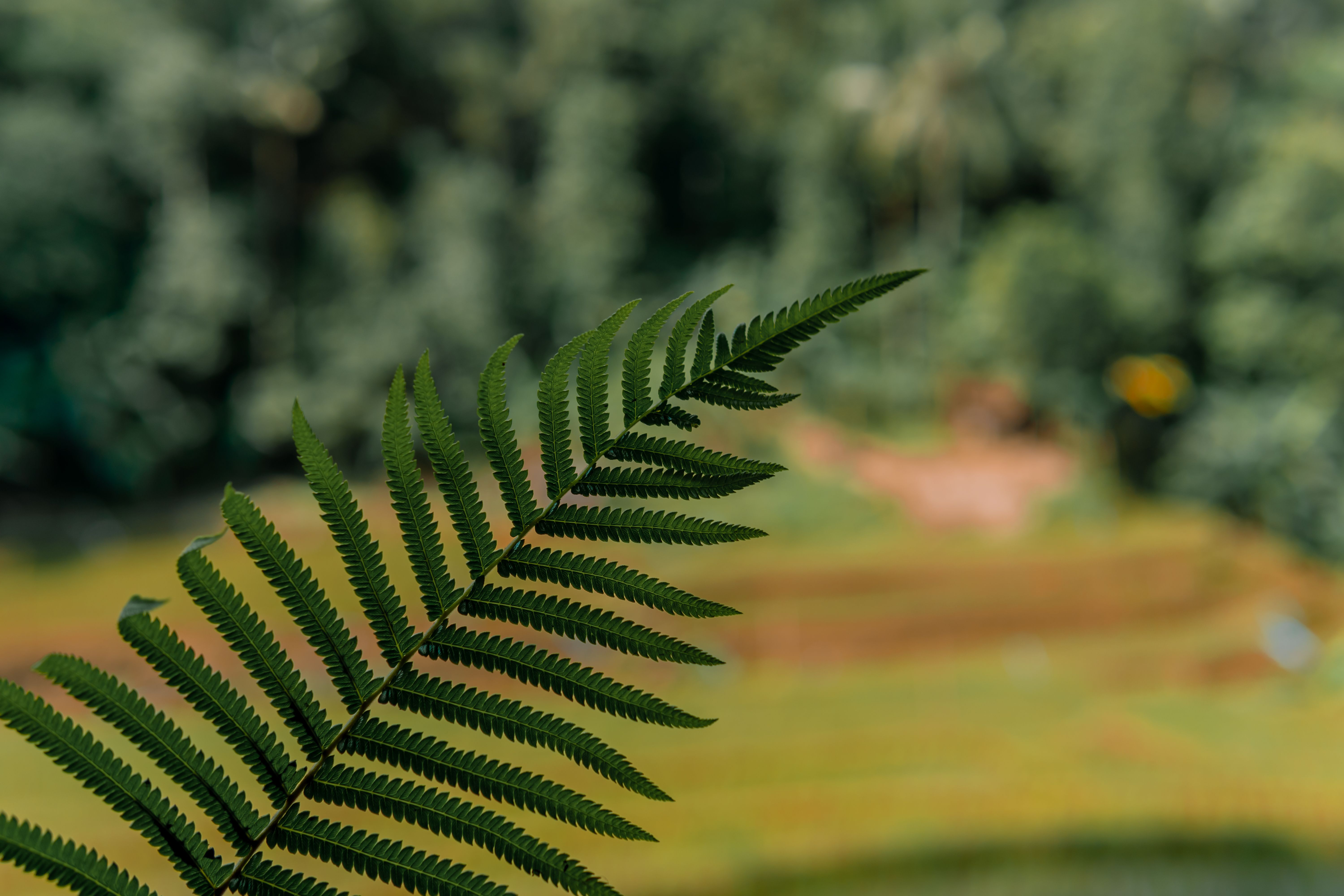 Foto profissional gratuita de alegre, amante de plantas, amigo do ...