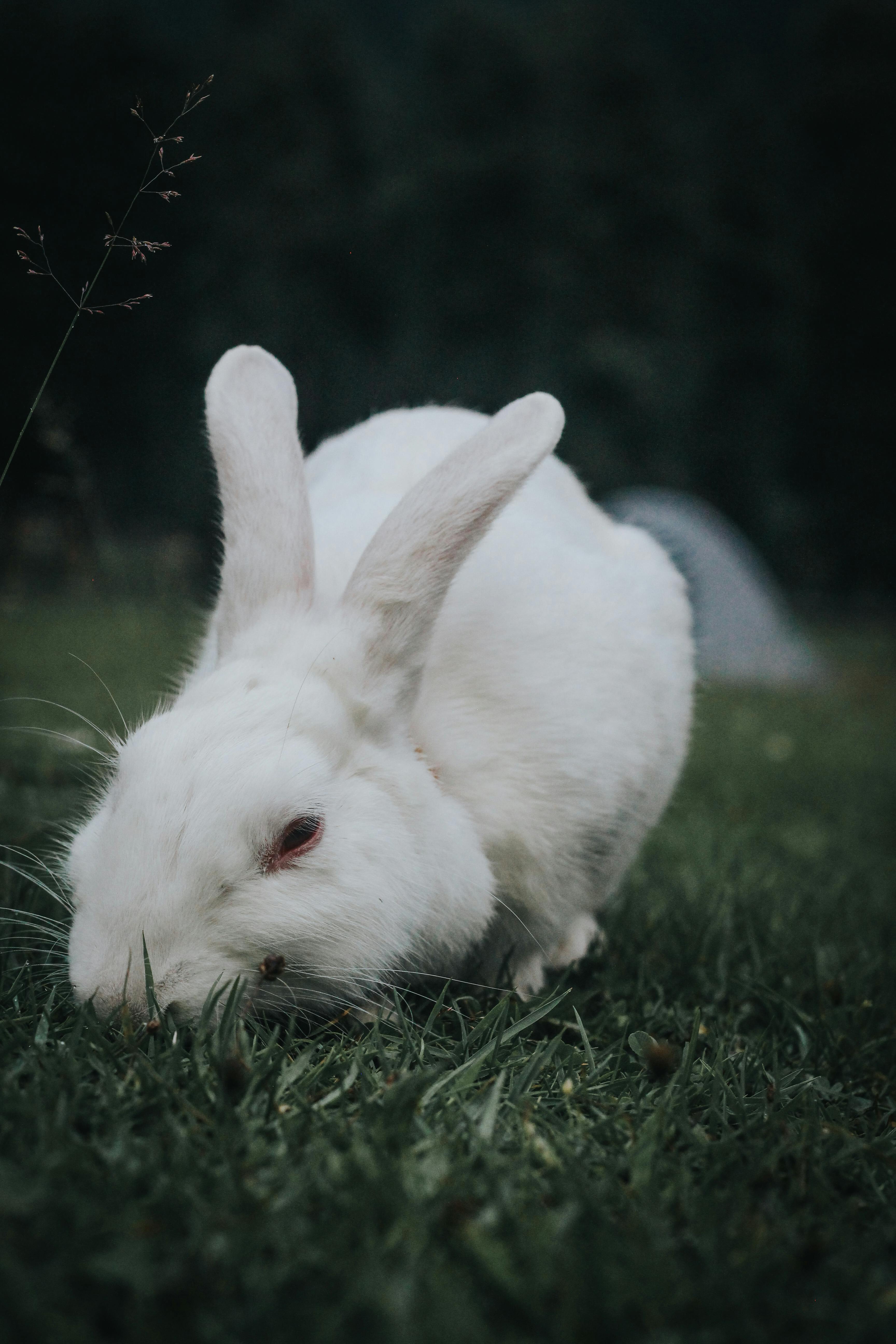 Close-Up Shot of a Rabbit · Free Stock Photo