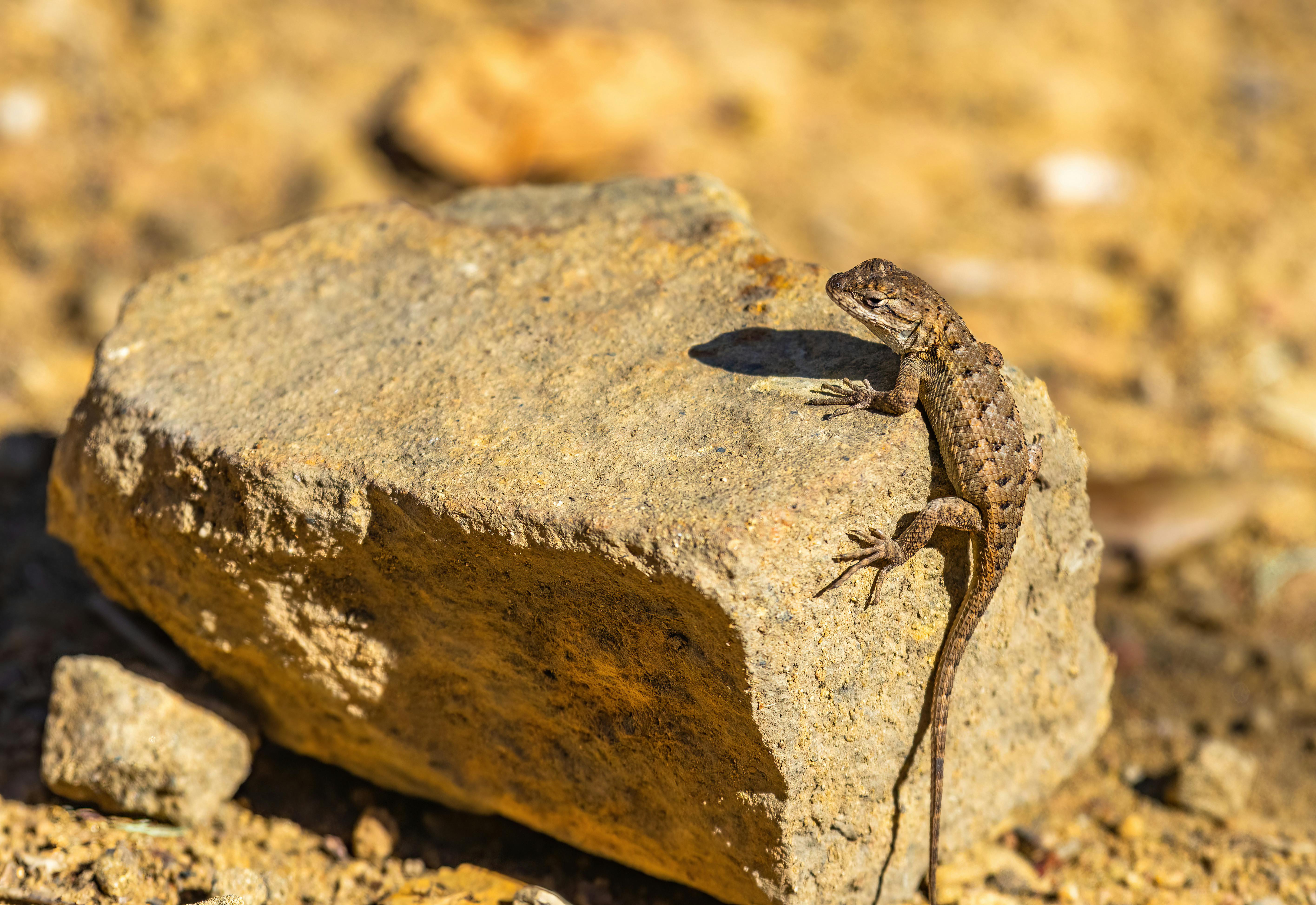 A Lizard on a Rock · Free Stock Photo