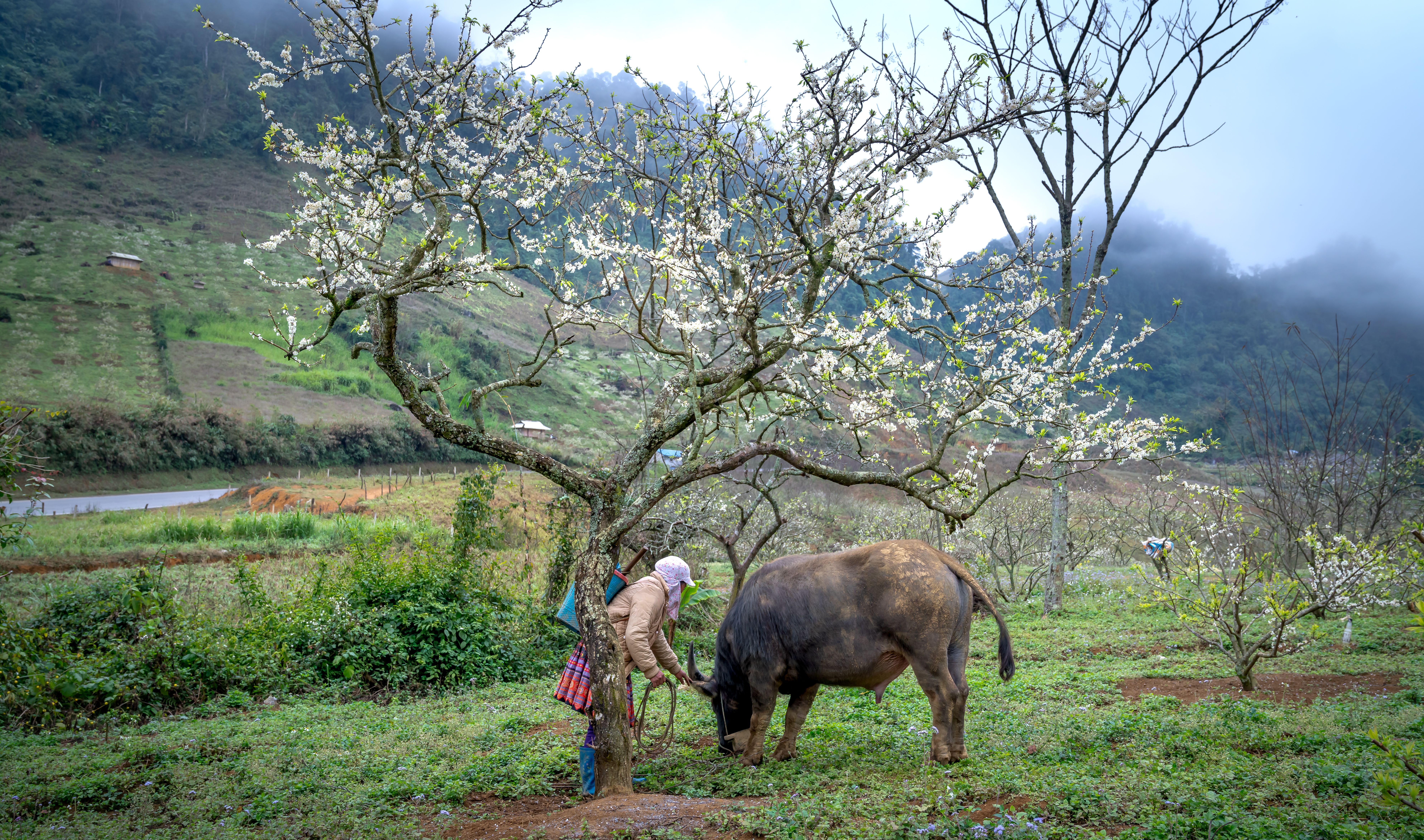 Farmer Standing beside a Carabao Eating Grass · Free Stock Photo