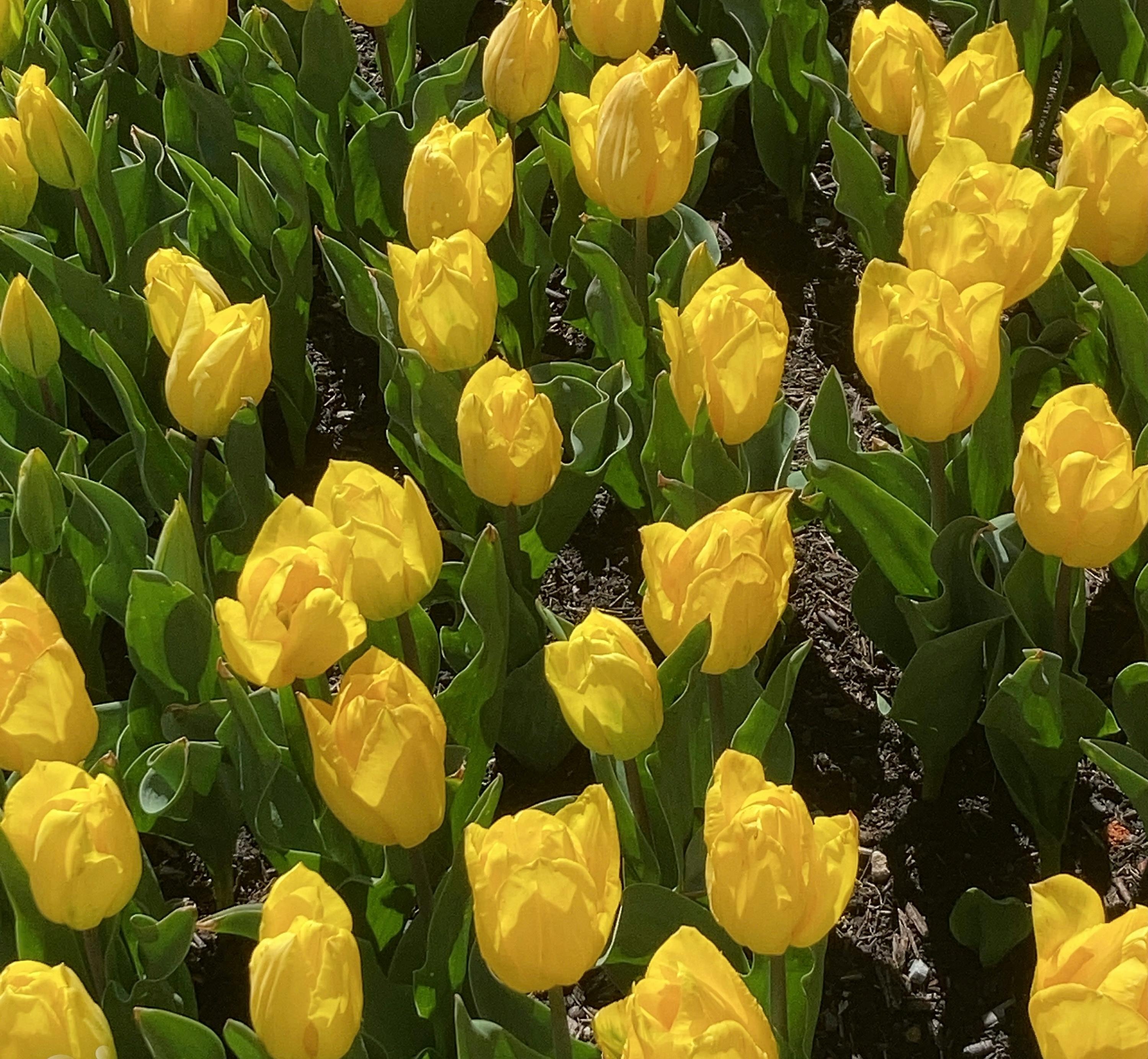 Nonik Yench - Fotografía