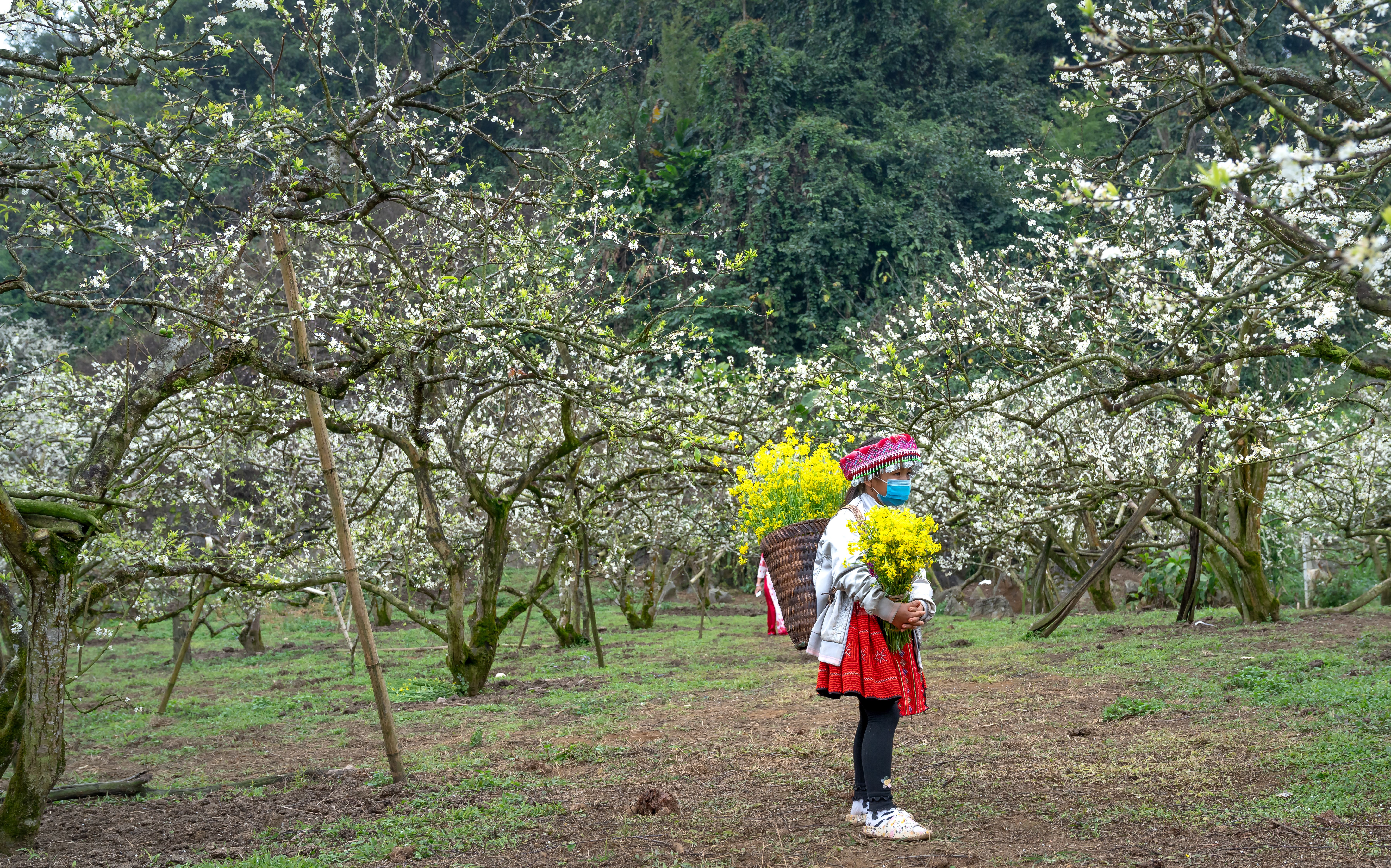Girl Wearing Traditional Clothing Carrying Yellow Flowers in a Basket ...