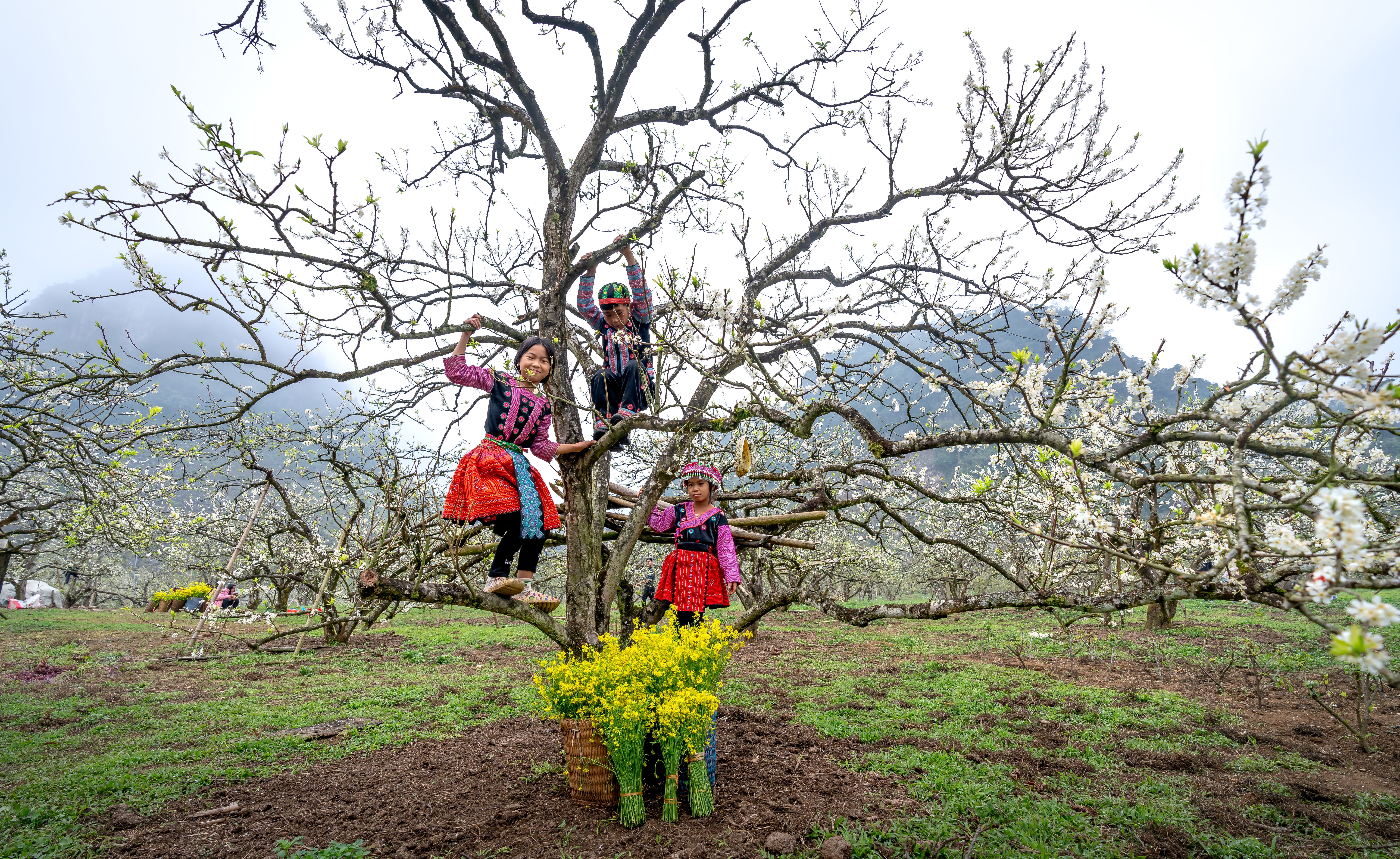 Kids Standing on Tree Branches · Free Stock Photo