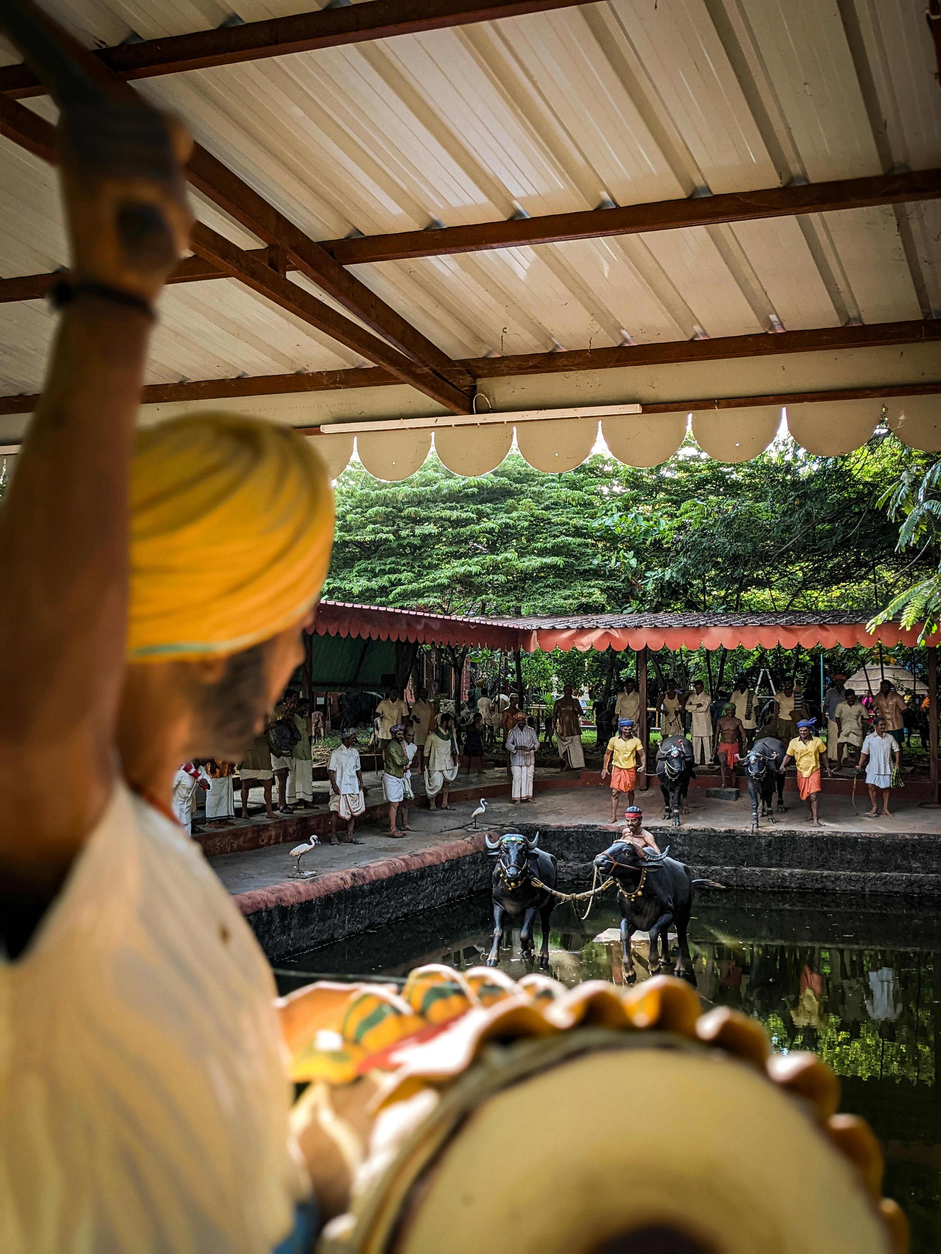 Kambala Festival Photos, Download The BEST Free Kambala Festival Stock ...
