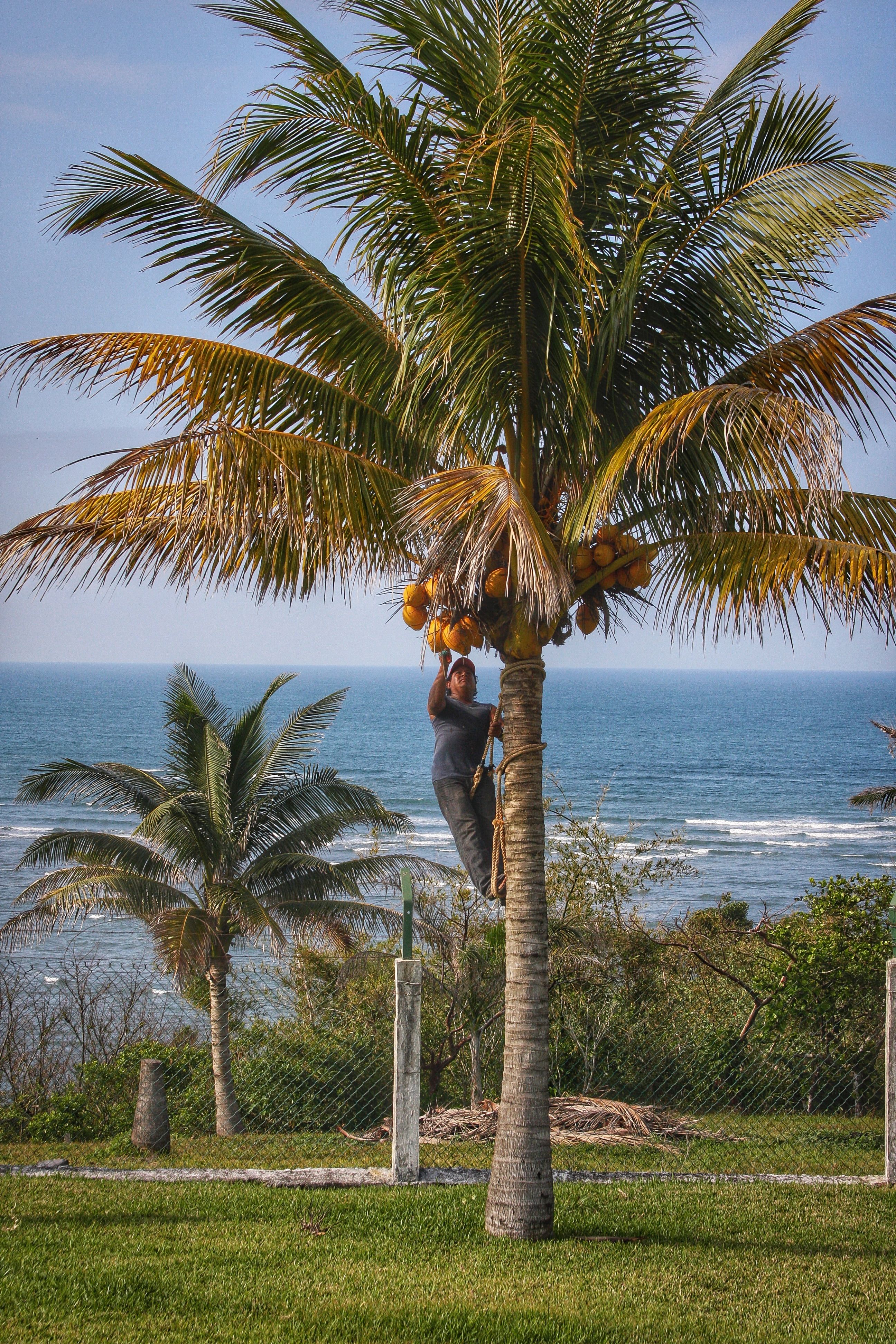A Man Climbing on Coconut Tree · Free Stock Photo