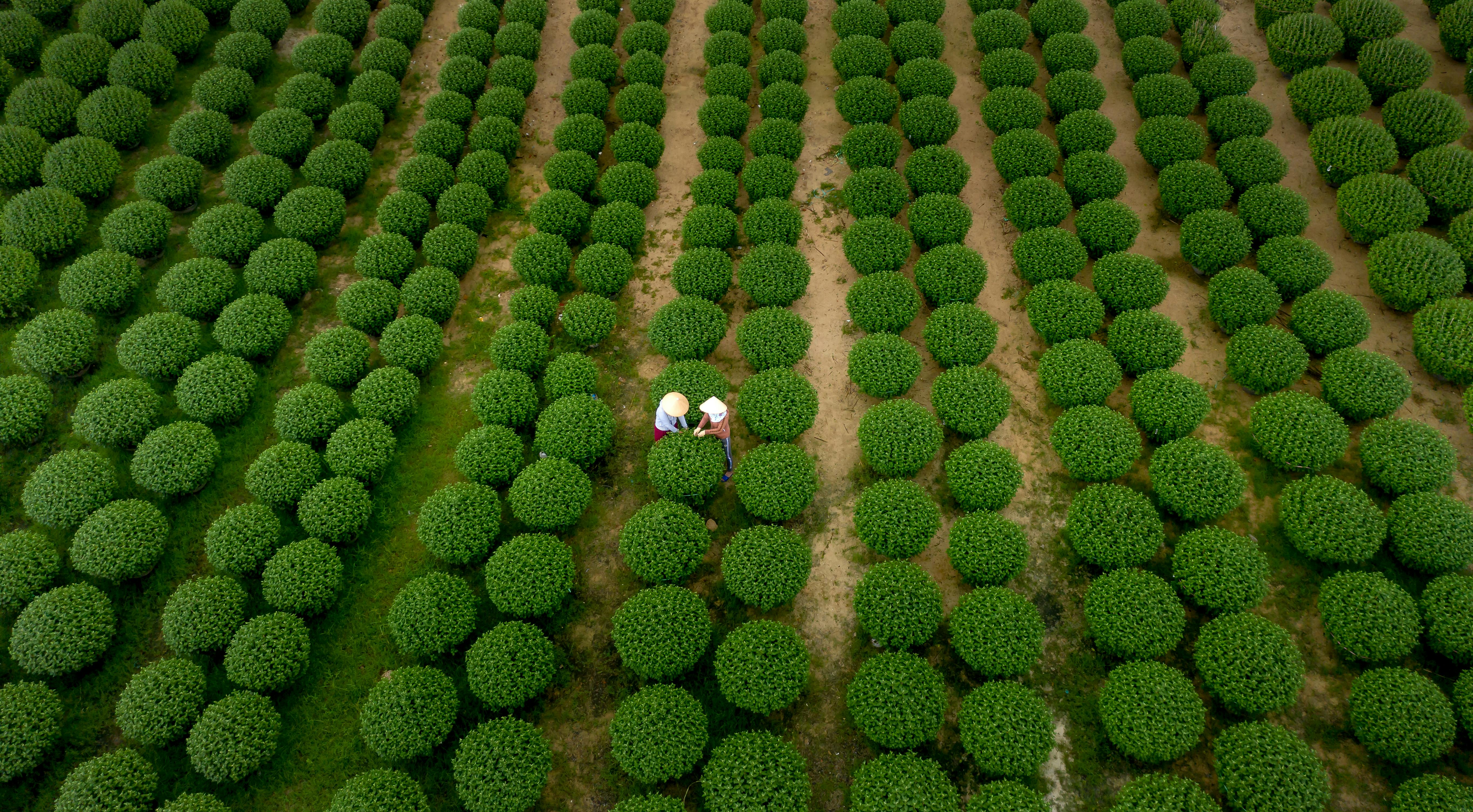 People Working on a Coffee Field · Free Stock Photo