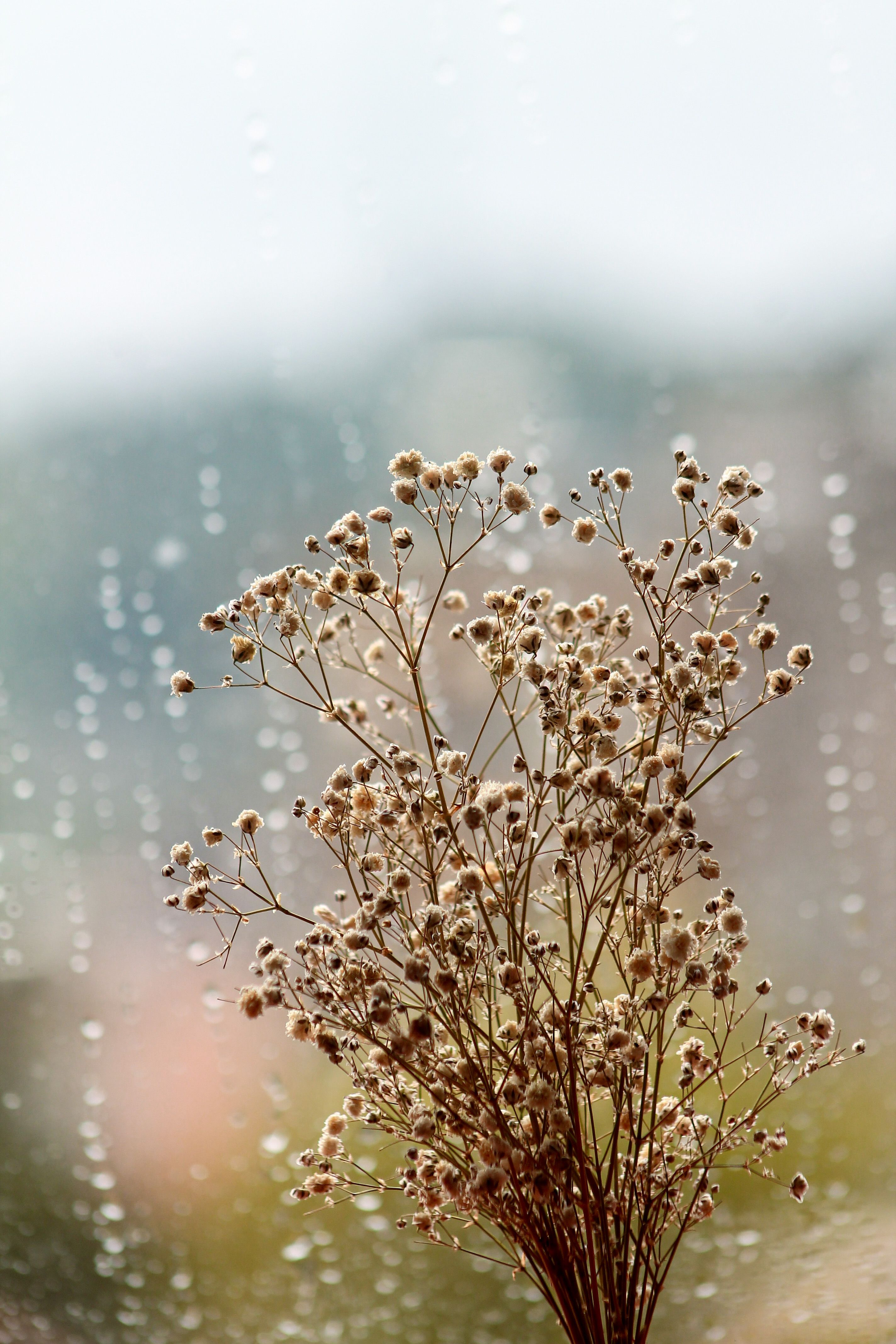 Close-Up Shot of Dry Flowers · Free Stock Photo