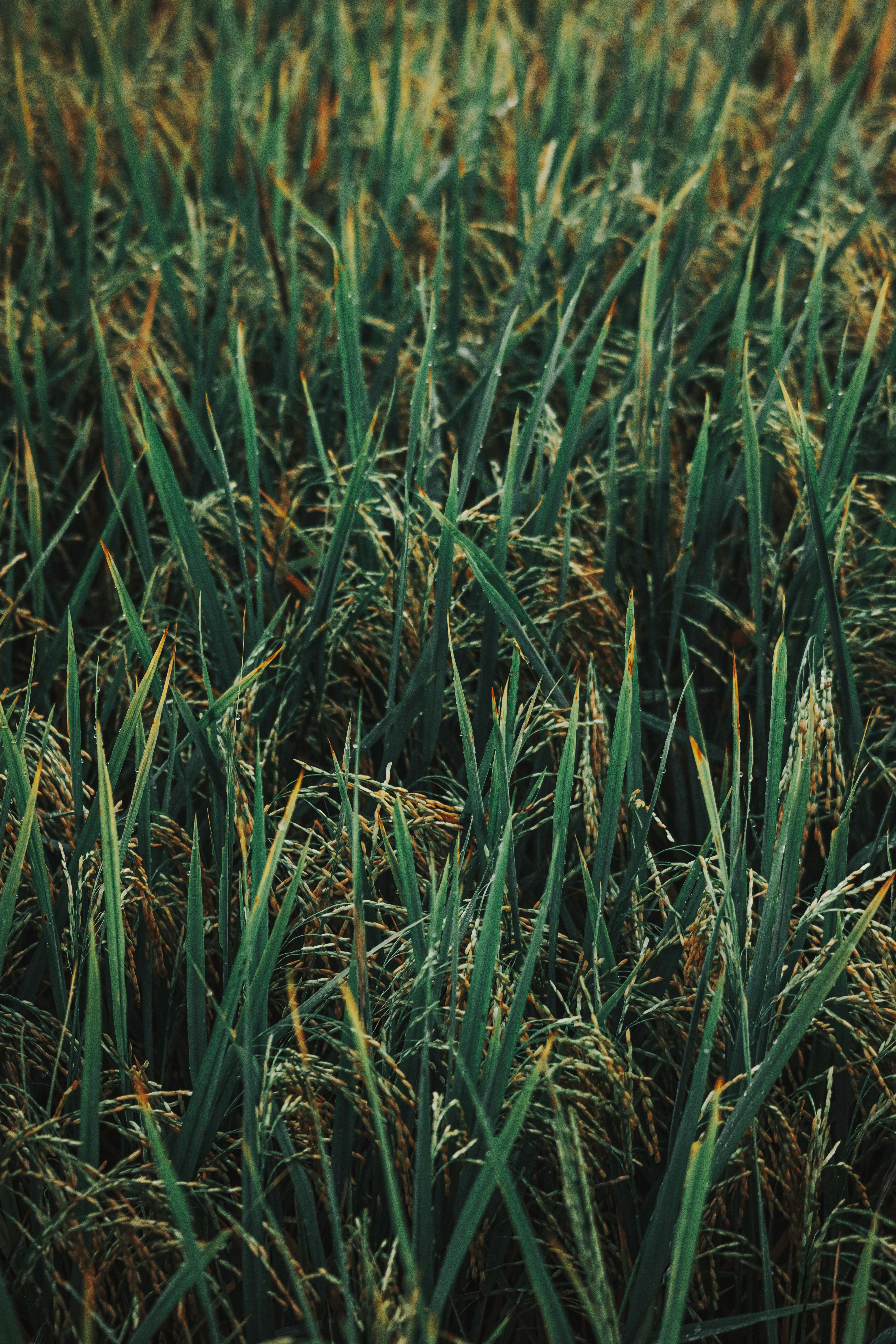 Green Rice Crops in Close Up Photography · Free Stock Photo