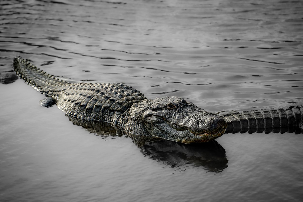 Are alligators dangerous to humans in Florida?