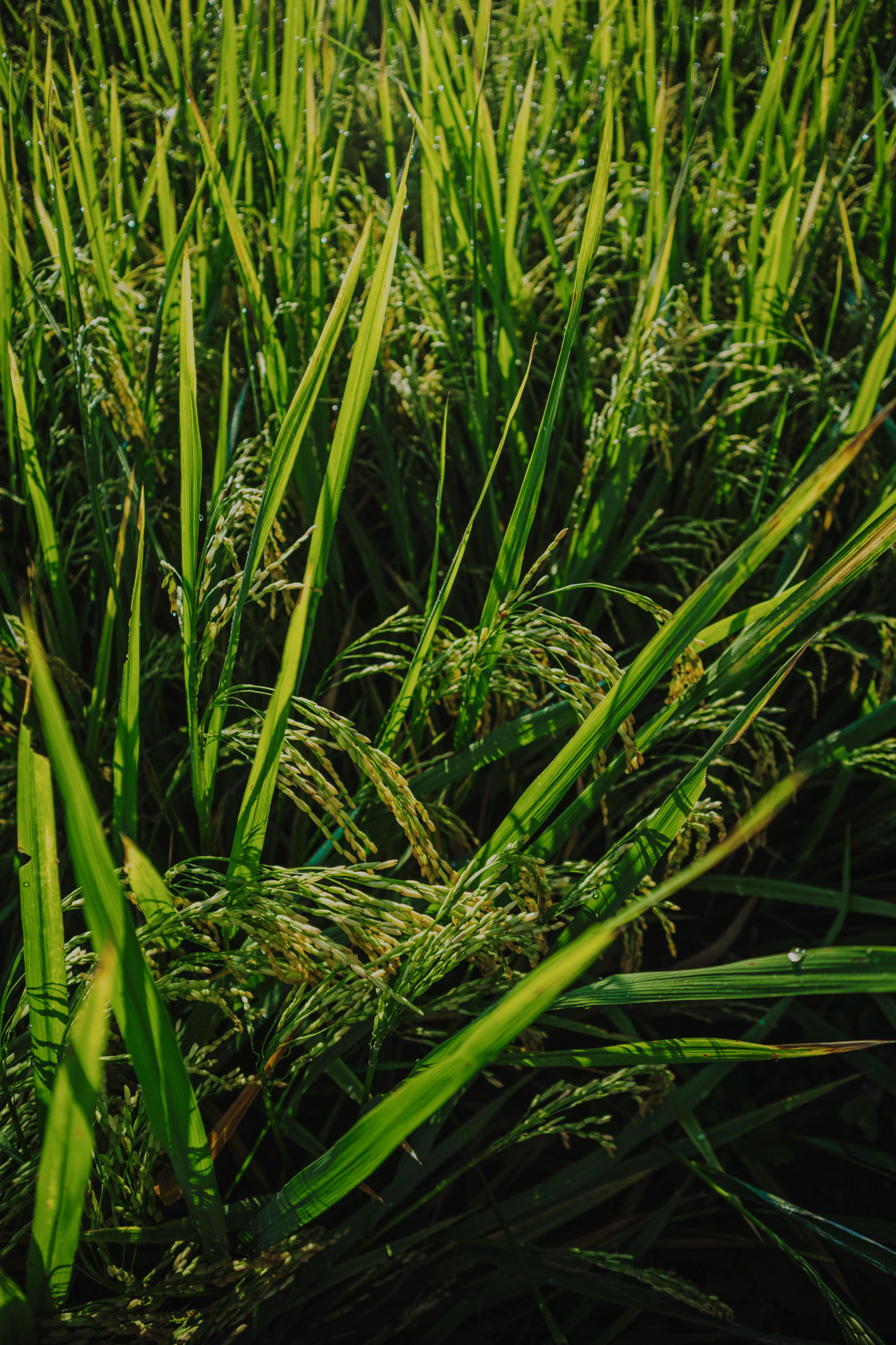 Blade of Rice · Free Stock Photo
