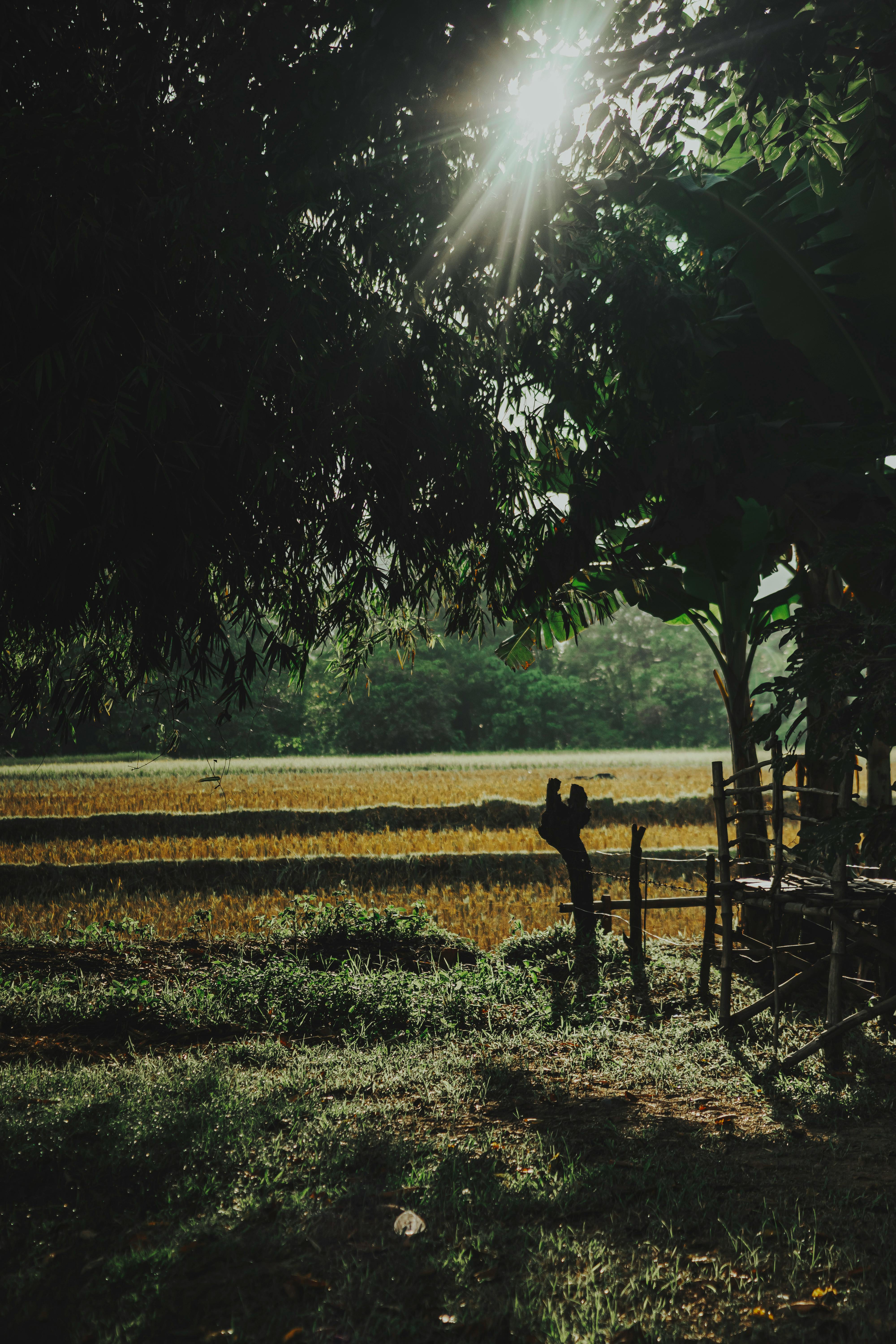 Countryside Landscape of a Cropland and Trees · Free Stock Photo