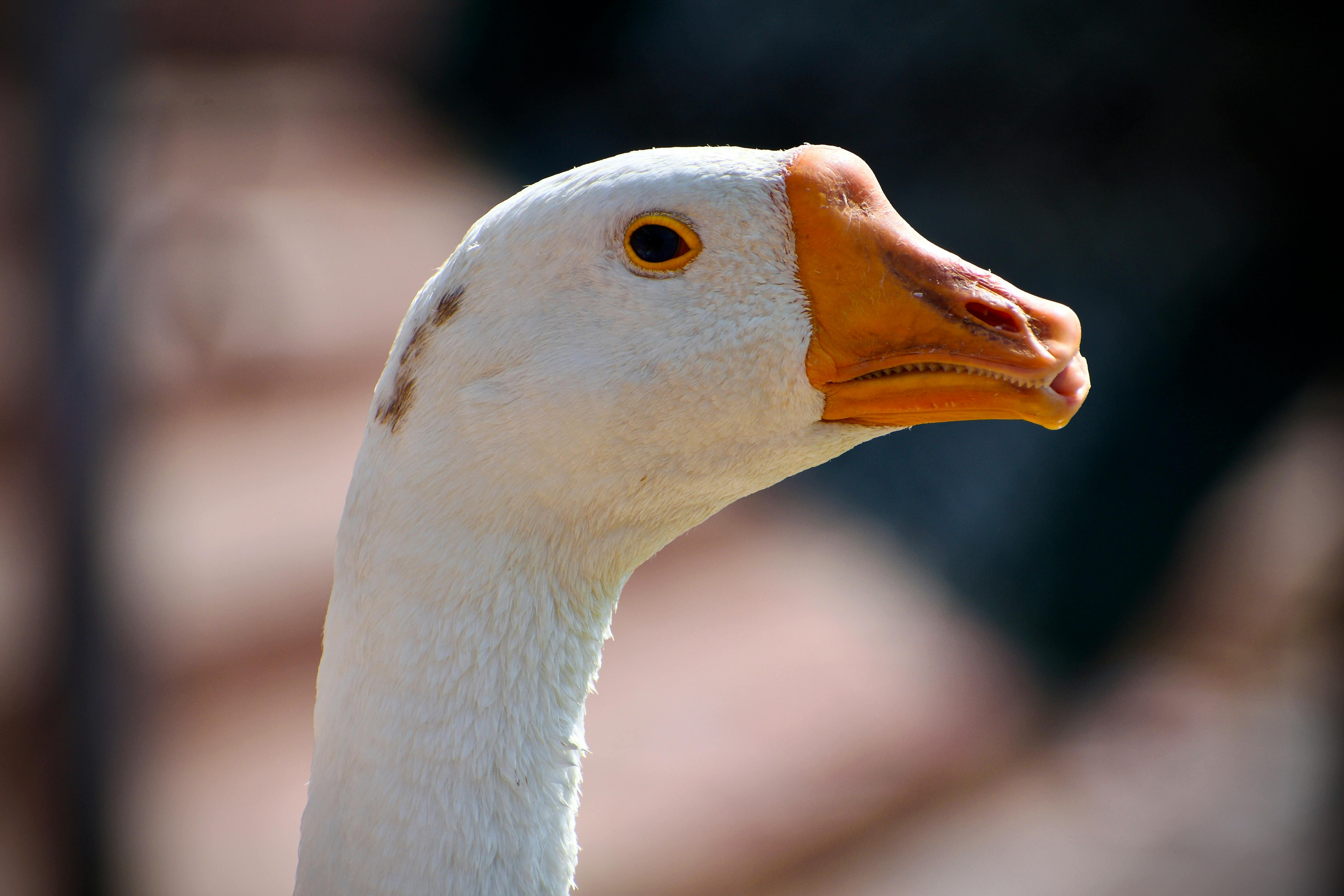Photograph of a Bar-Headed Goose · Free Stock Photo