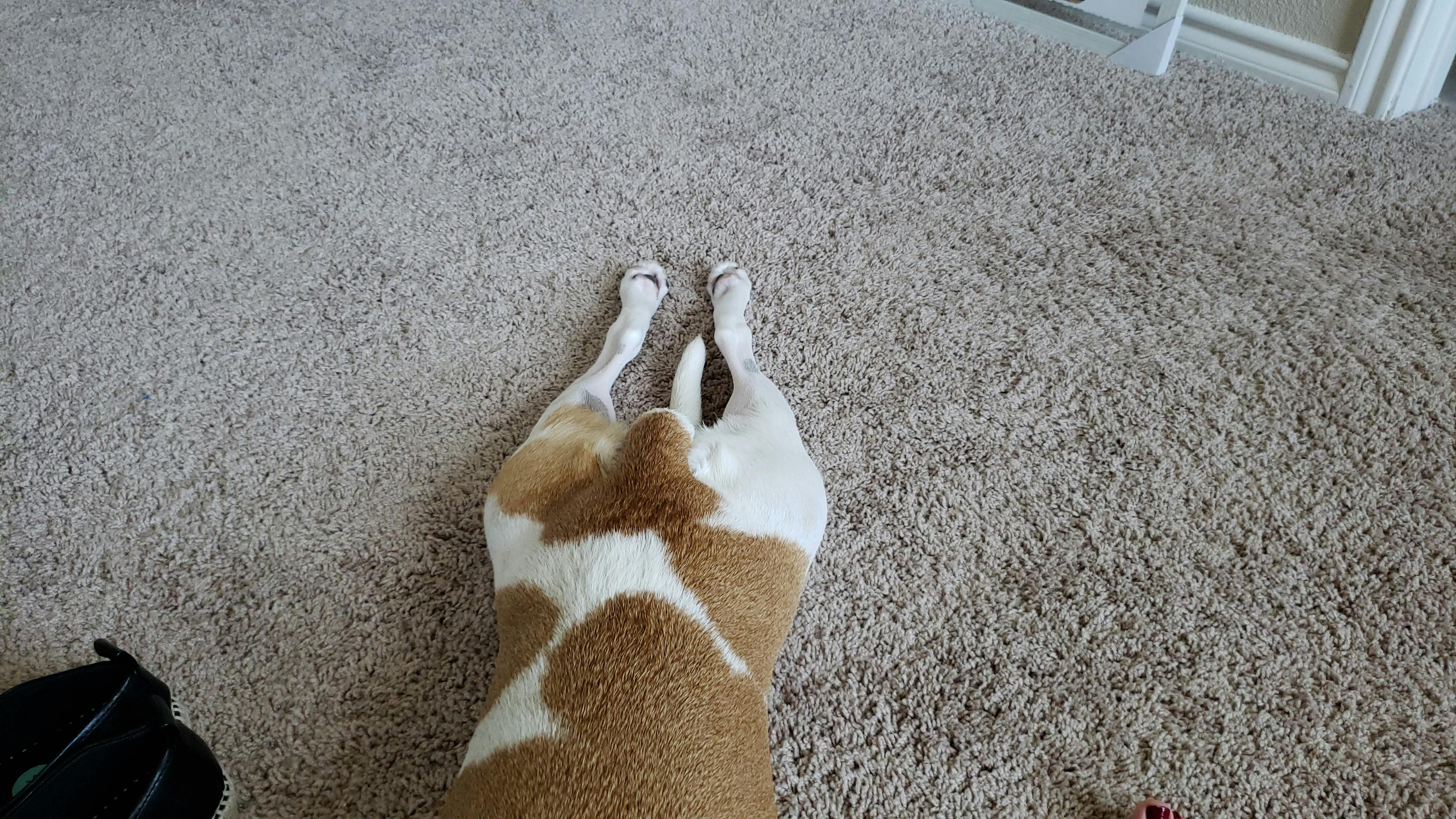 Free stock photo of animal, dog, doglegs