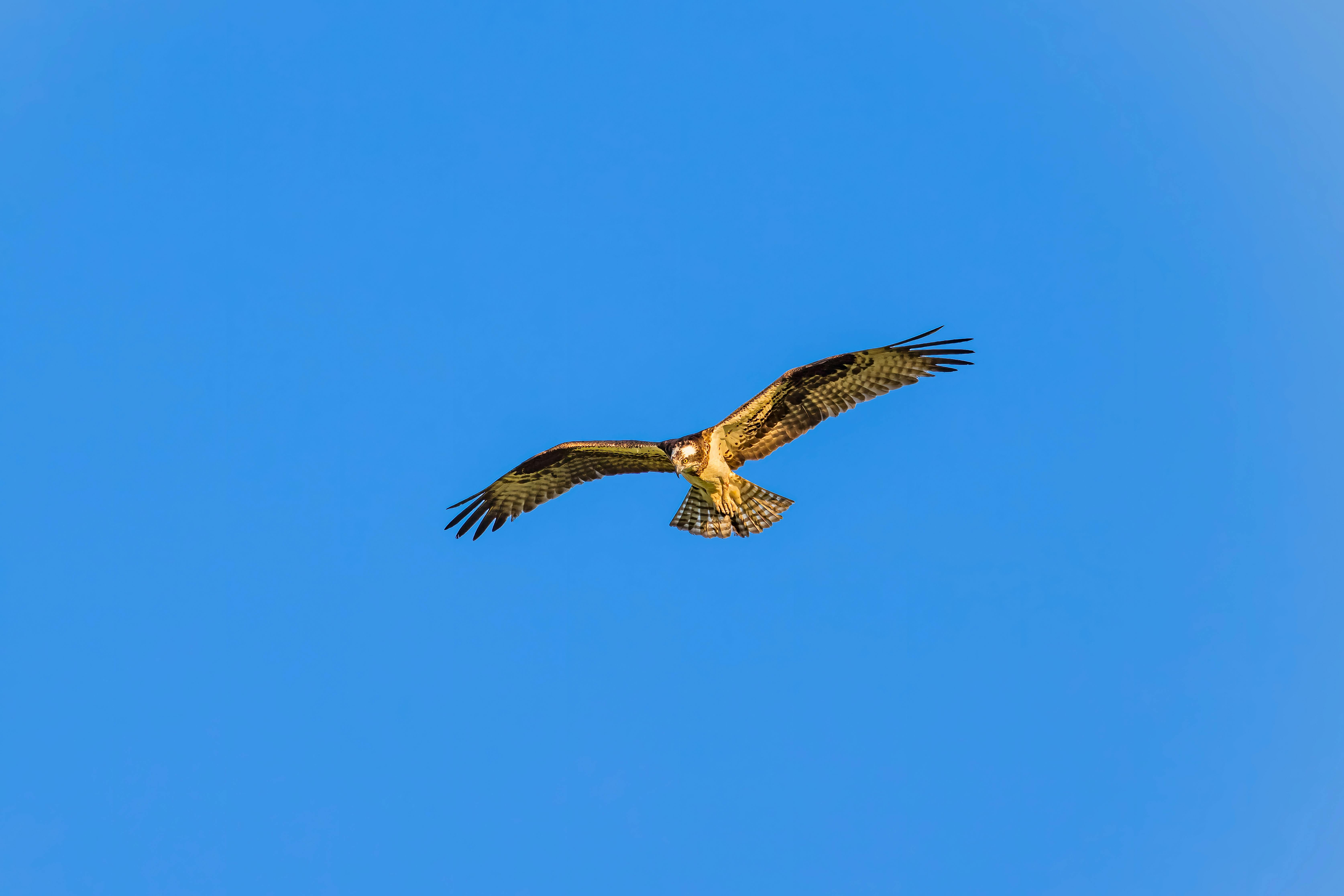 Bird Flying Under Blue Sky · Free Stock Photo