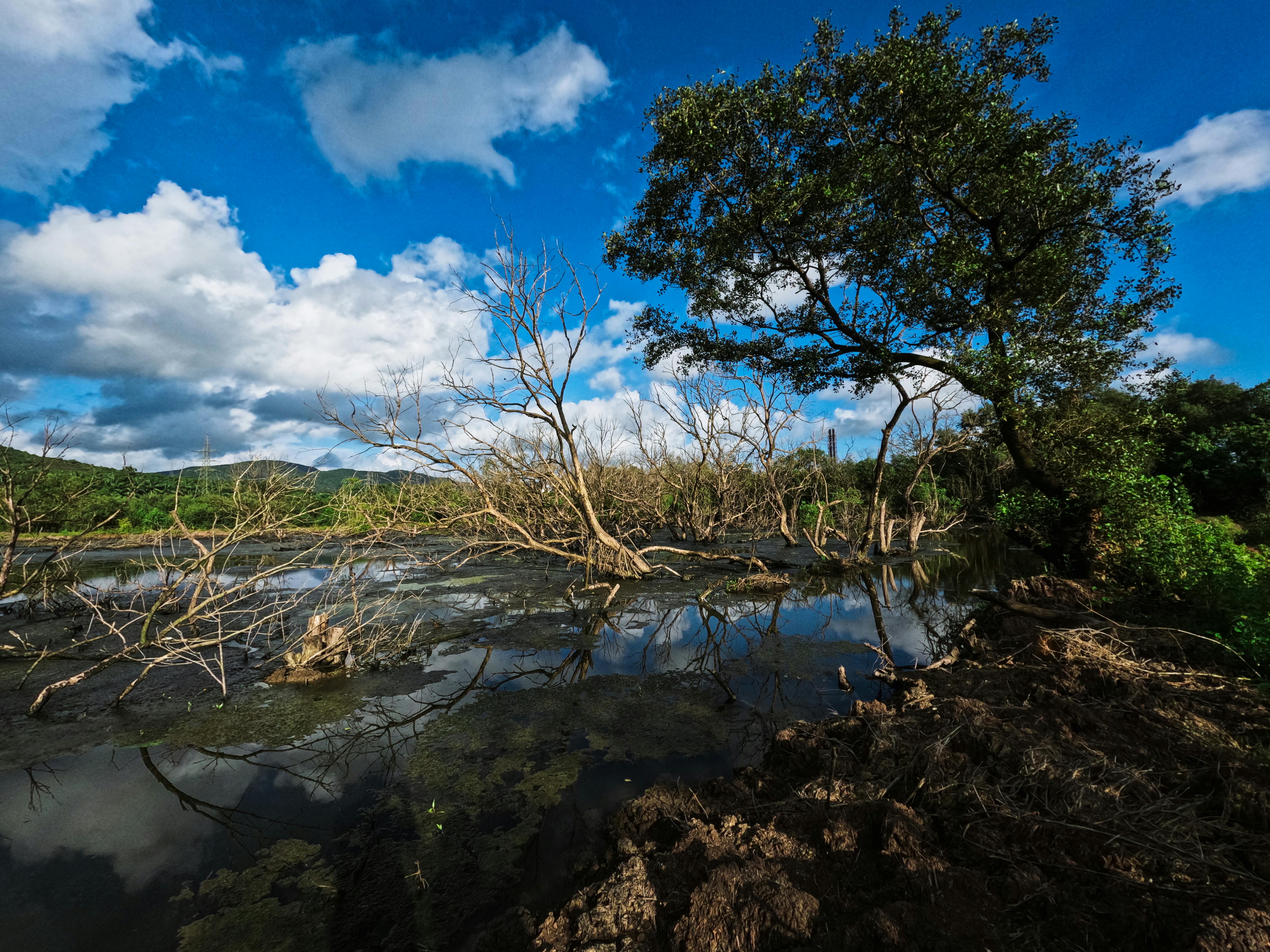 Tree Branches in a Swamp · Free Stock Photo