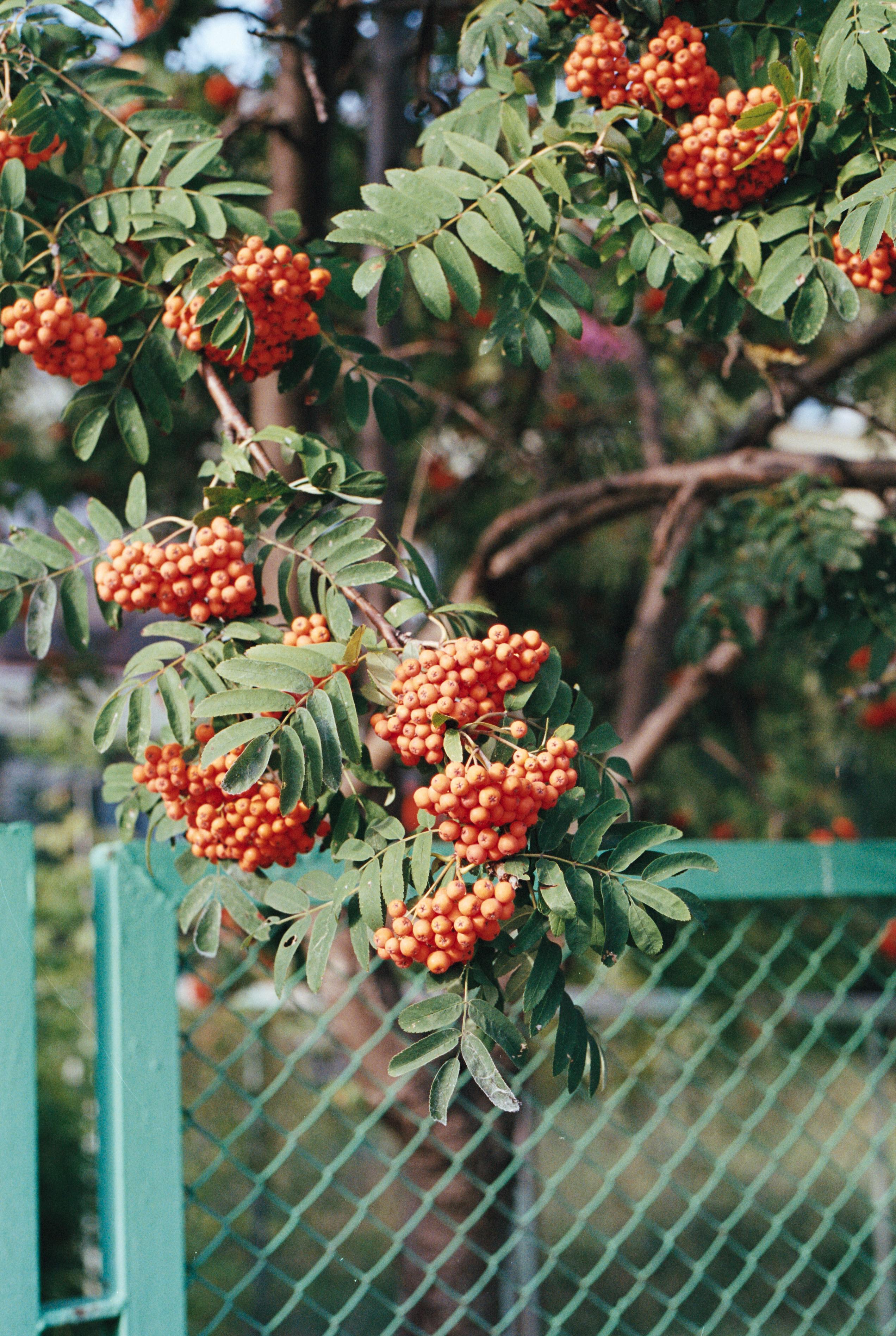 Green Leaf Tree With Red Fruits · Free Stock Photo