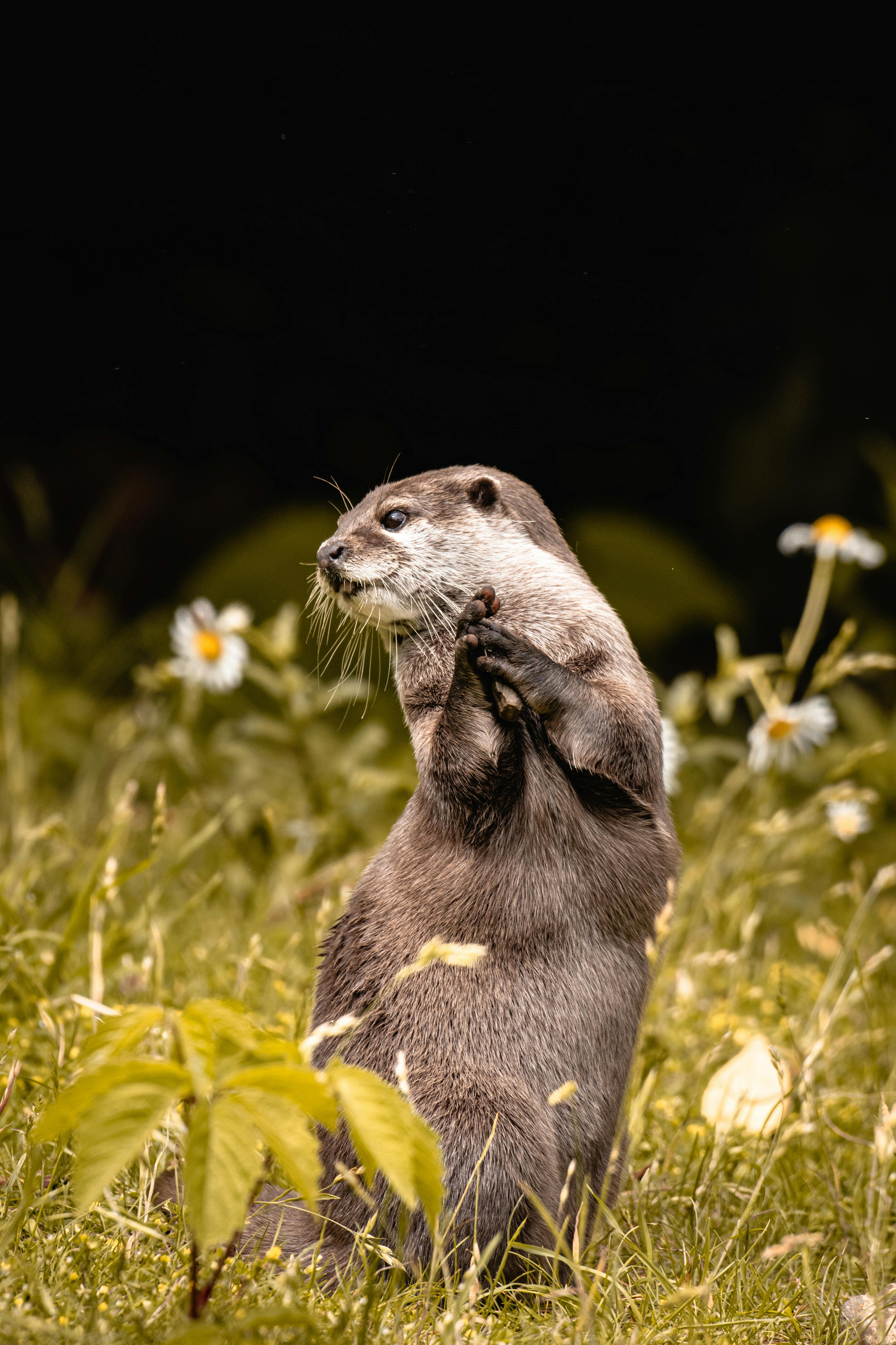 Nutria Posando Para La Cámara · Foto de stock gratuita