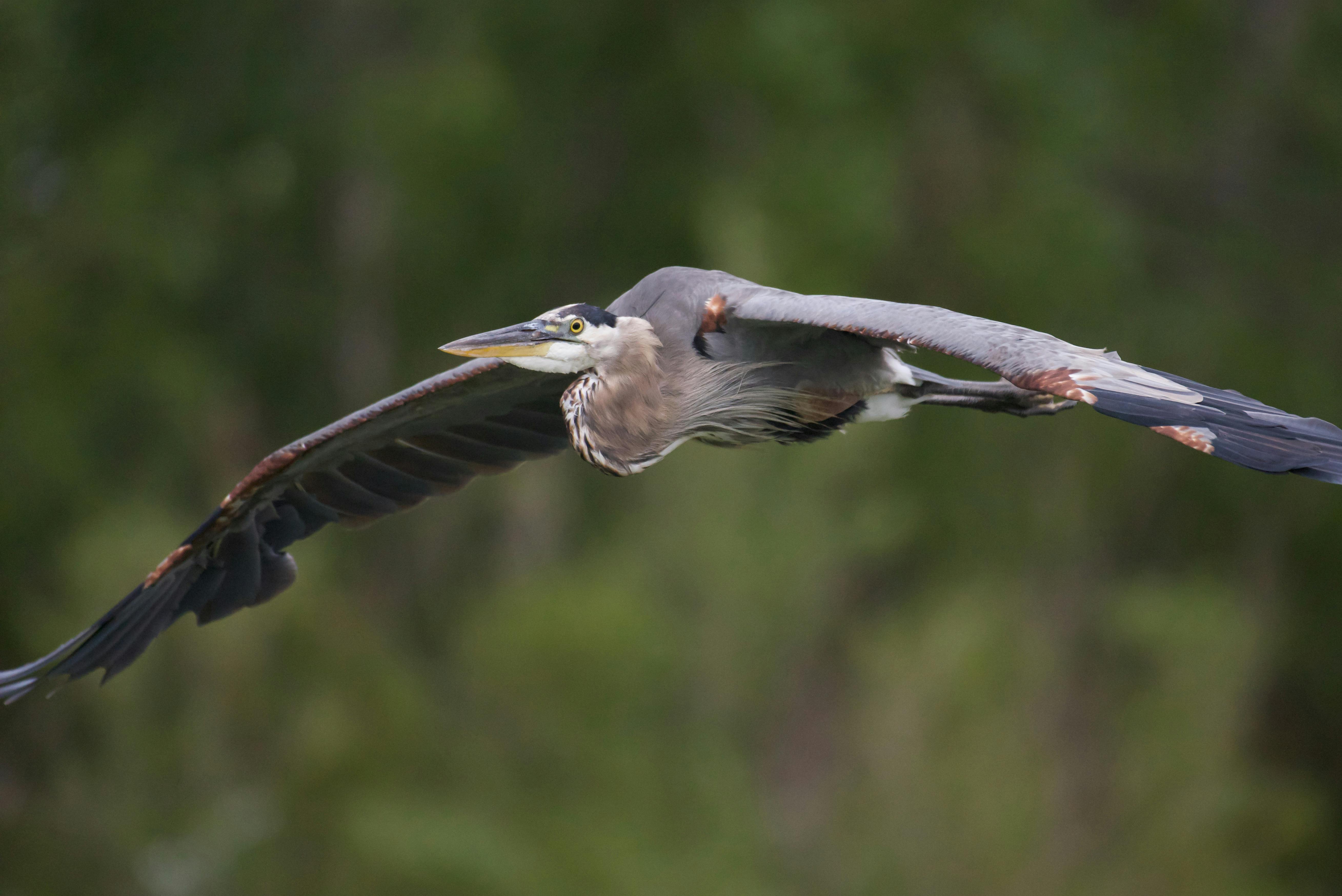 A Great Blue Heron Flying · Free Stock Photo