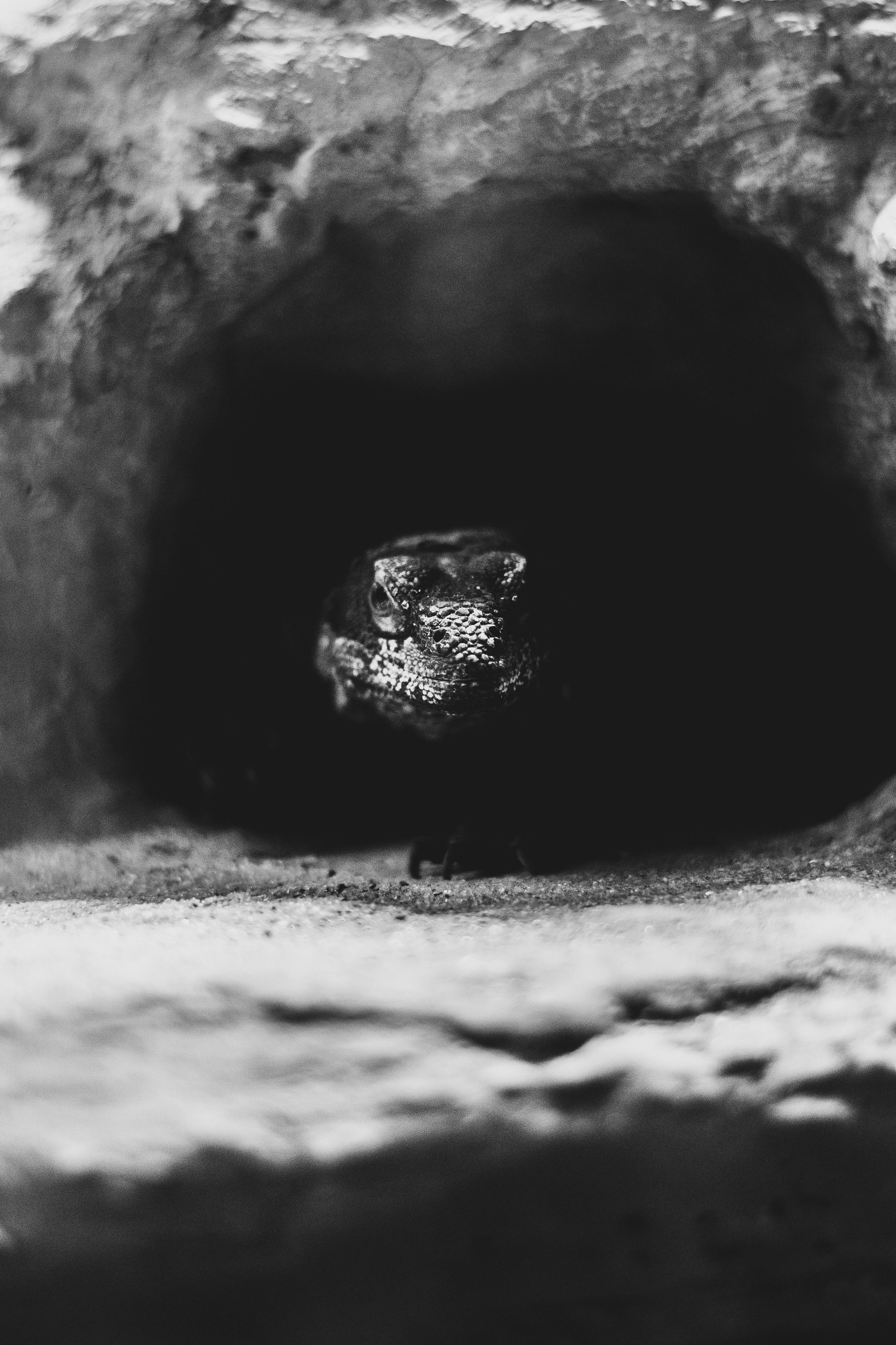 Grayscale Photo of Armadillo Girdled Lizard on the Rock · Free Stock Photo