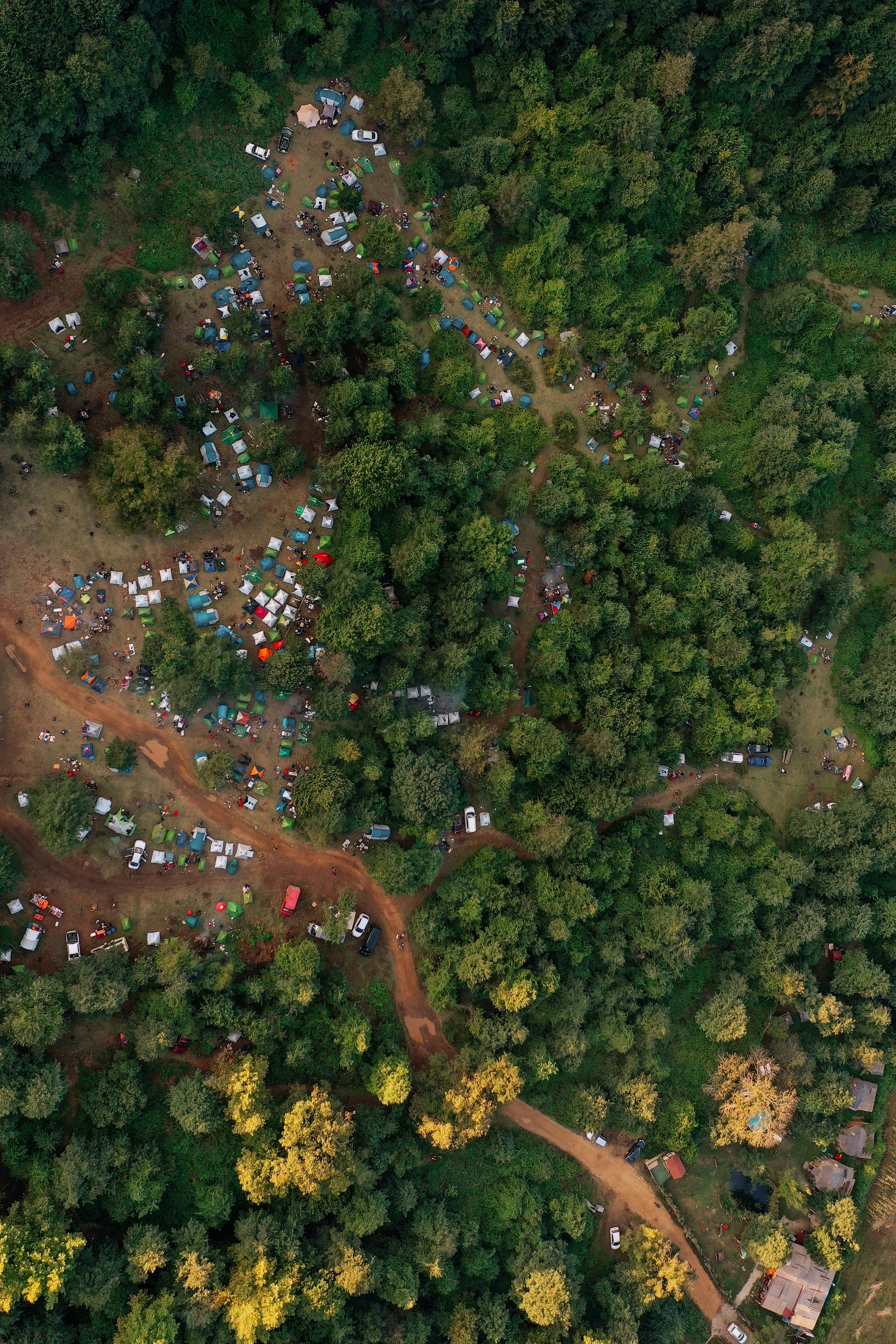 Aerial View of Green Trees · Free Stock Photo