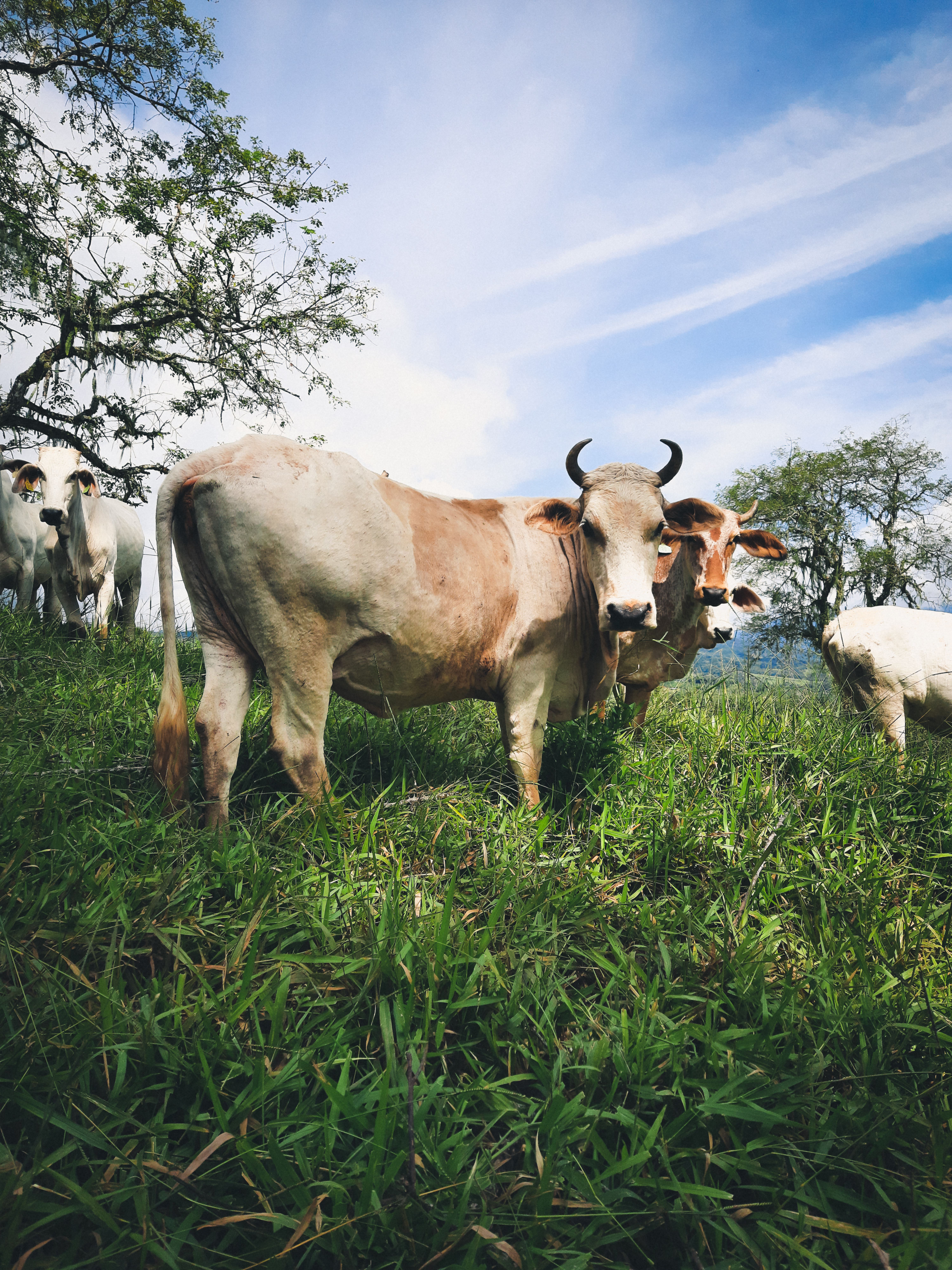 A Cows Standing on a Green Grass · Free Stock Photo