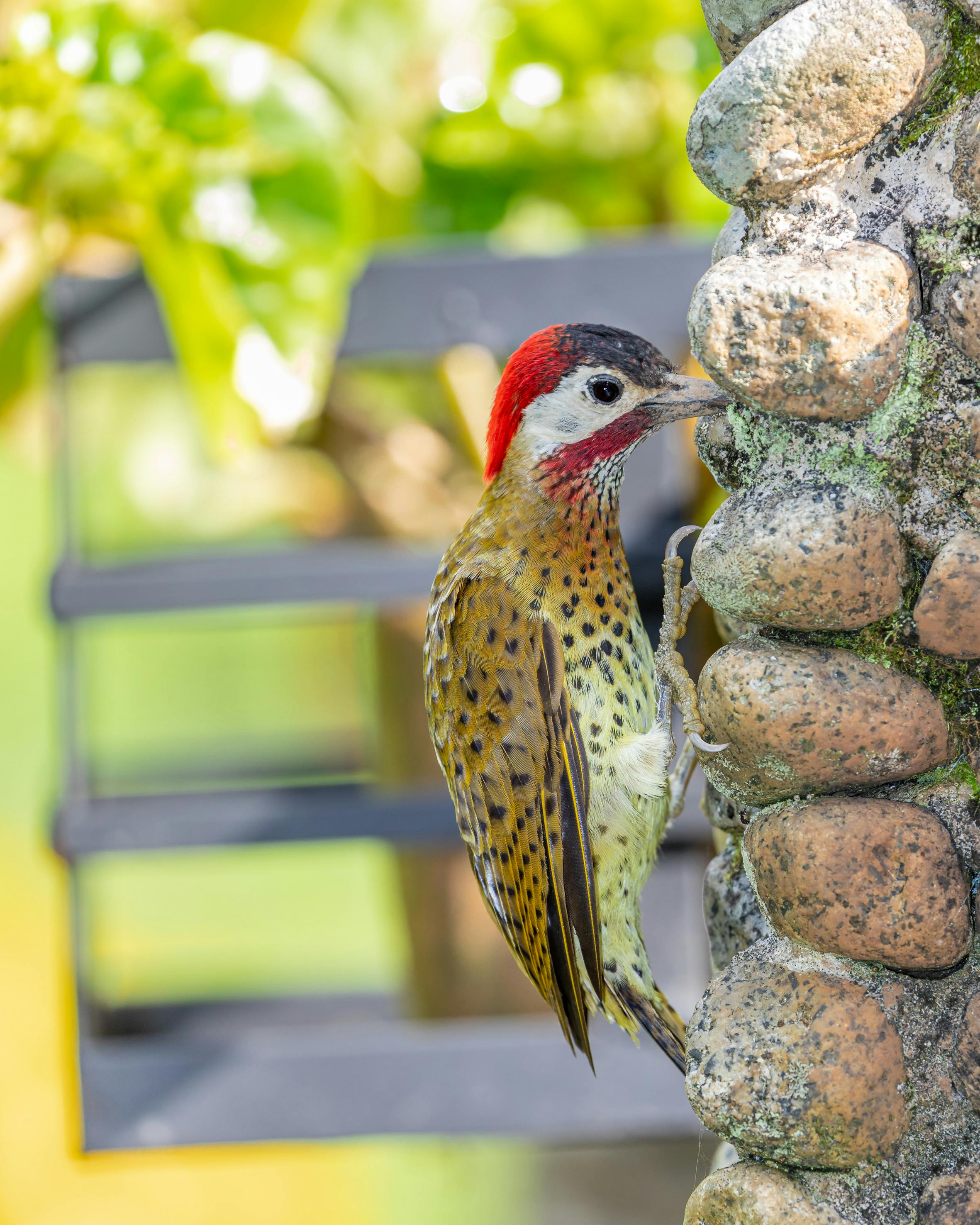 Makkah Bird Photos, Download Free Makkah Bird Stock Photos & HD Images