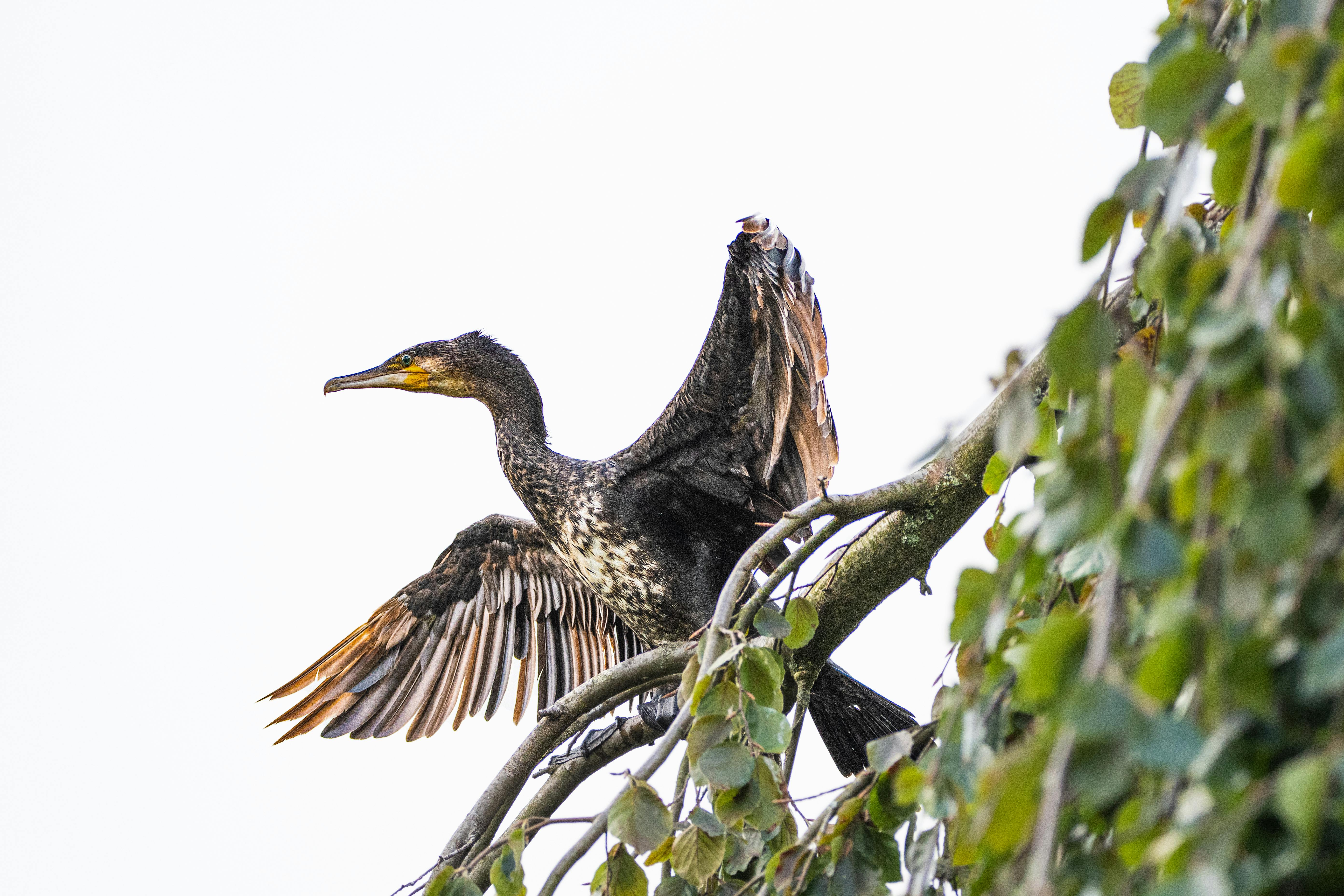 Photograph of a Great Cormorant · Free Stock Photo