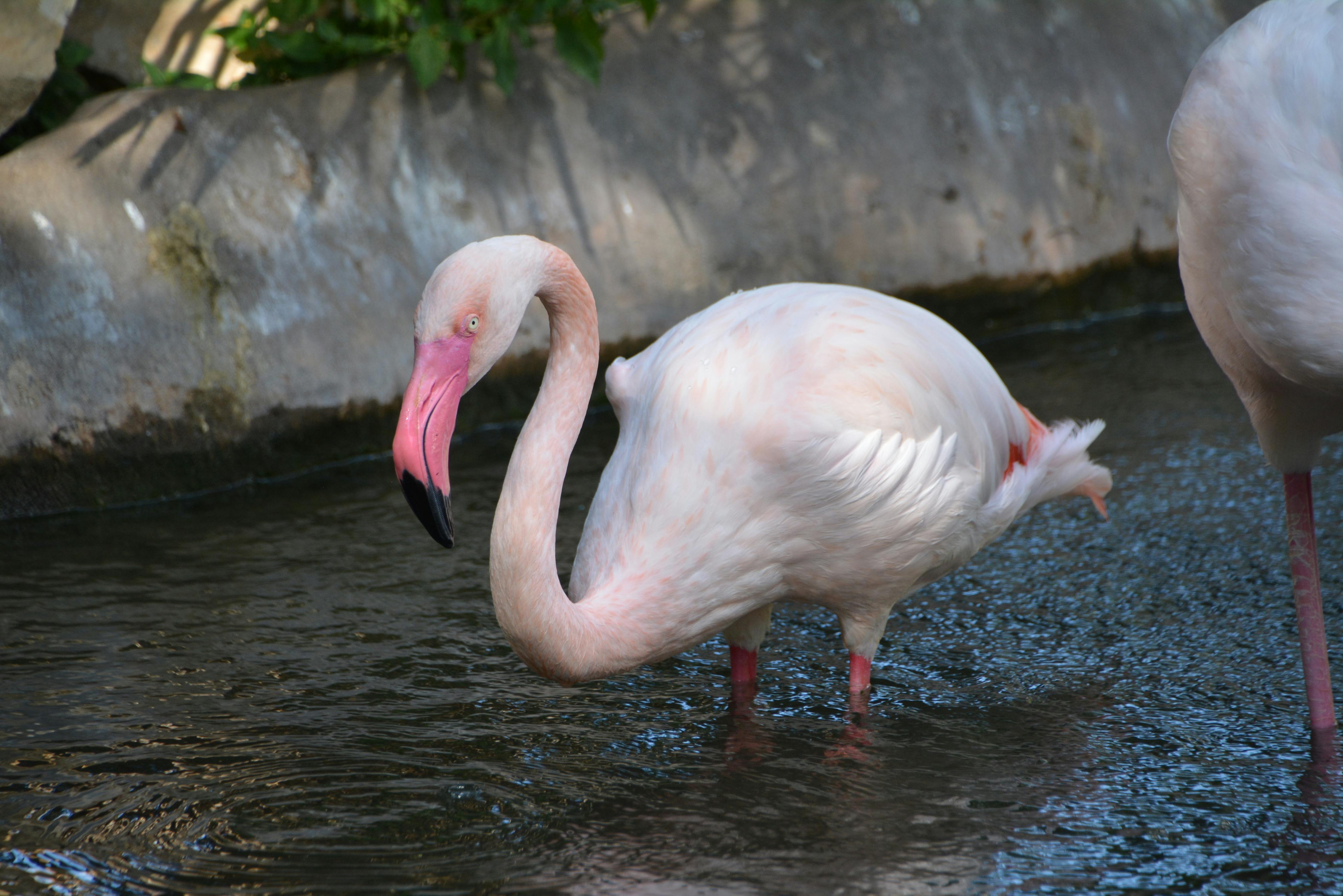 Bayou Wildlife Zoo Texas Photos, Download The BEST Free Bayou Wildlife ...
