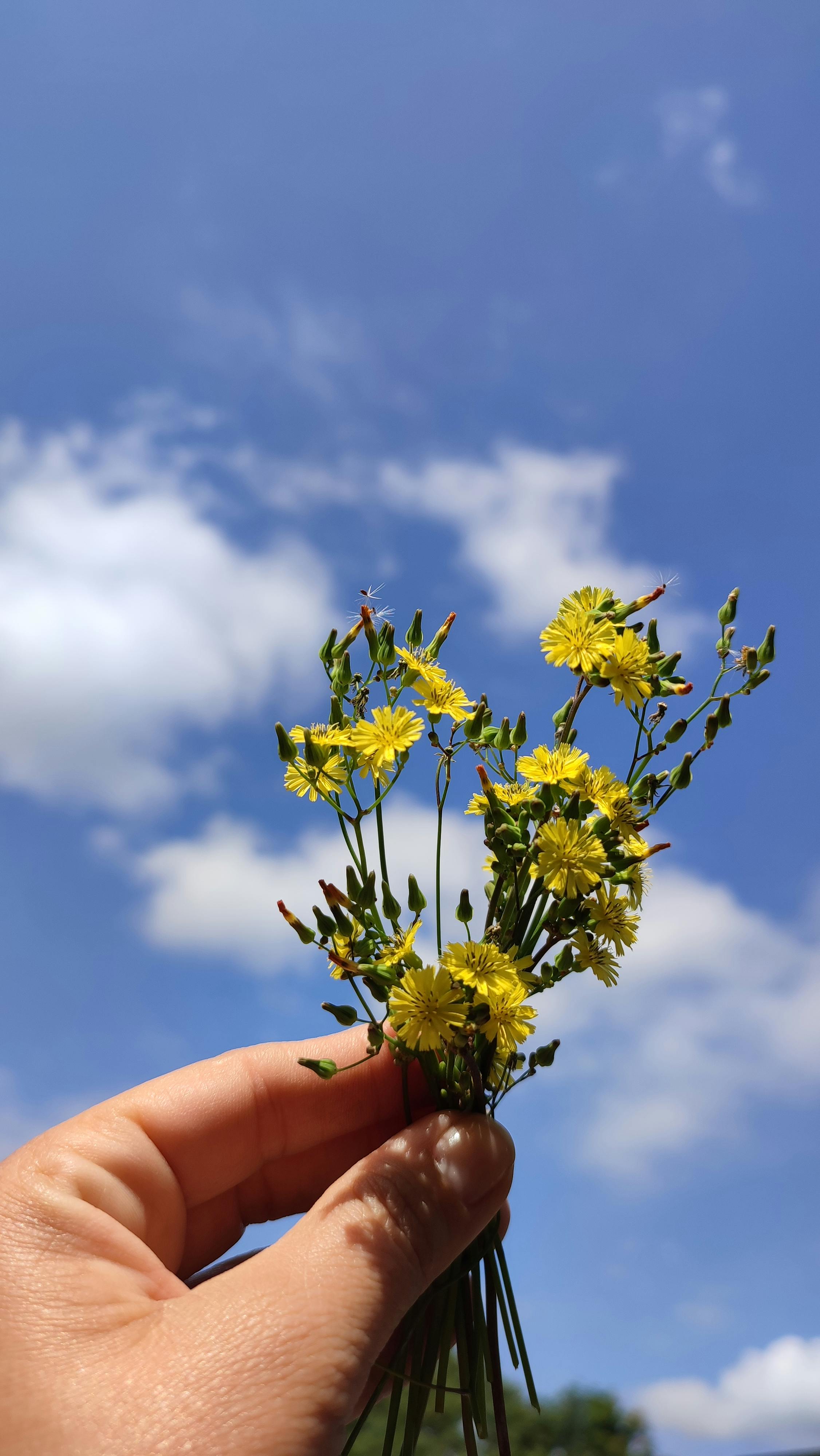 Pollen In The Sky Photos, Download The BEST Free Pollen In The Sky ...