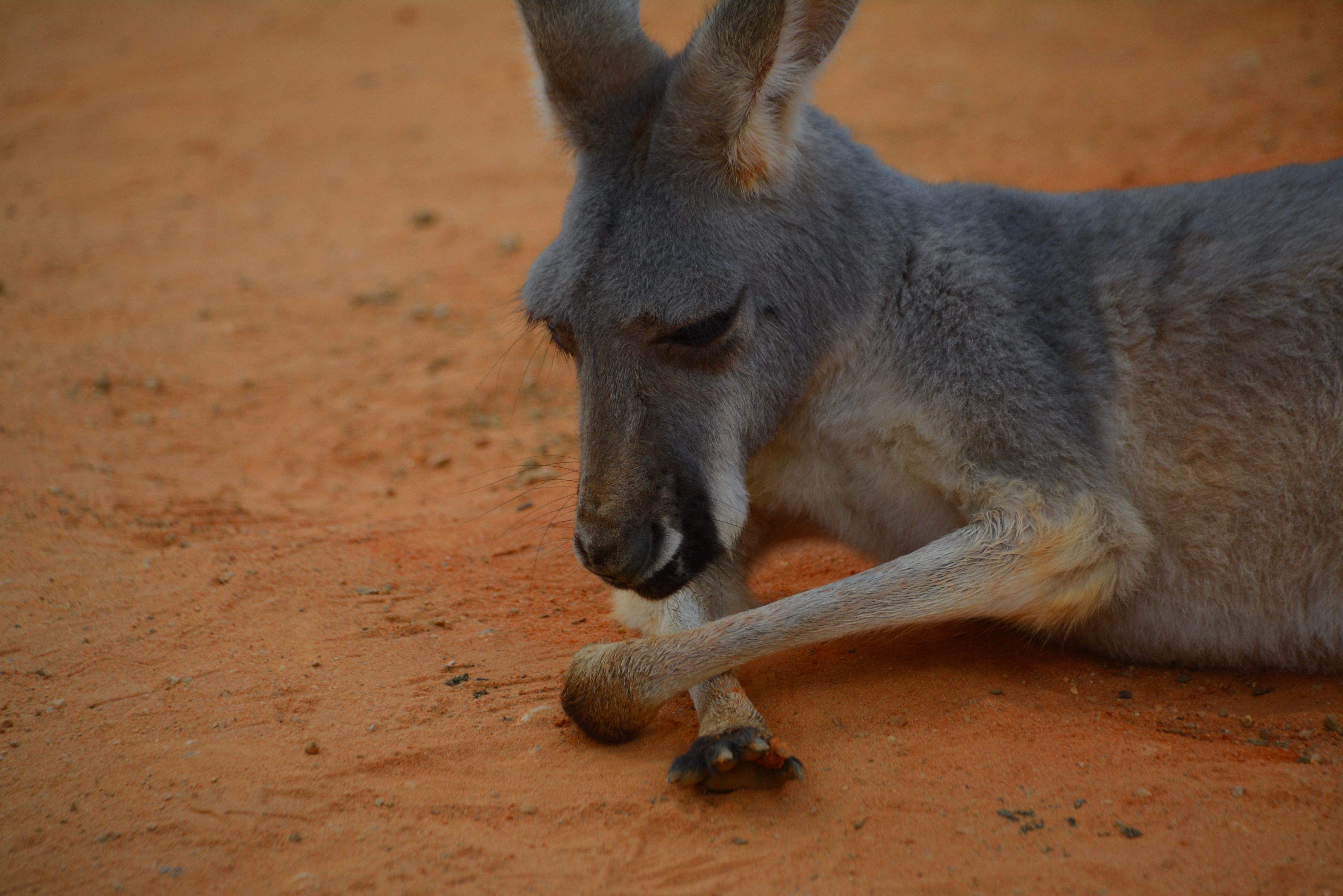 Close-up Photo of Kangaroo Lying on Grass · Free Stock Photo