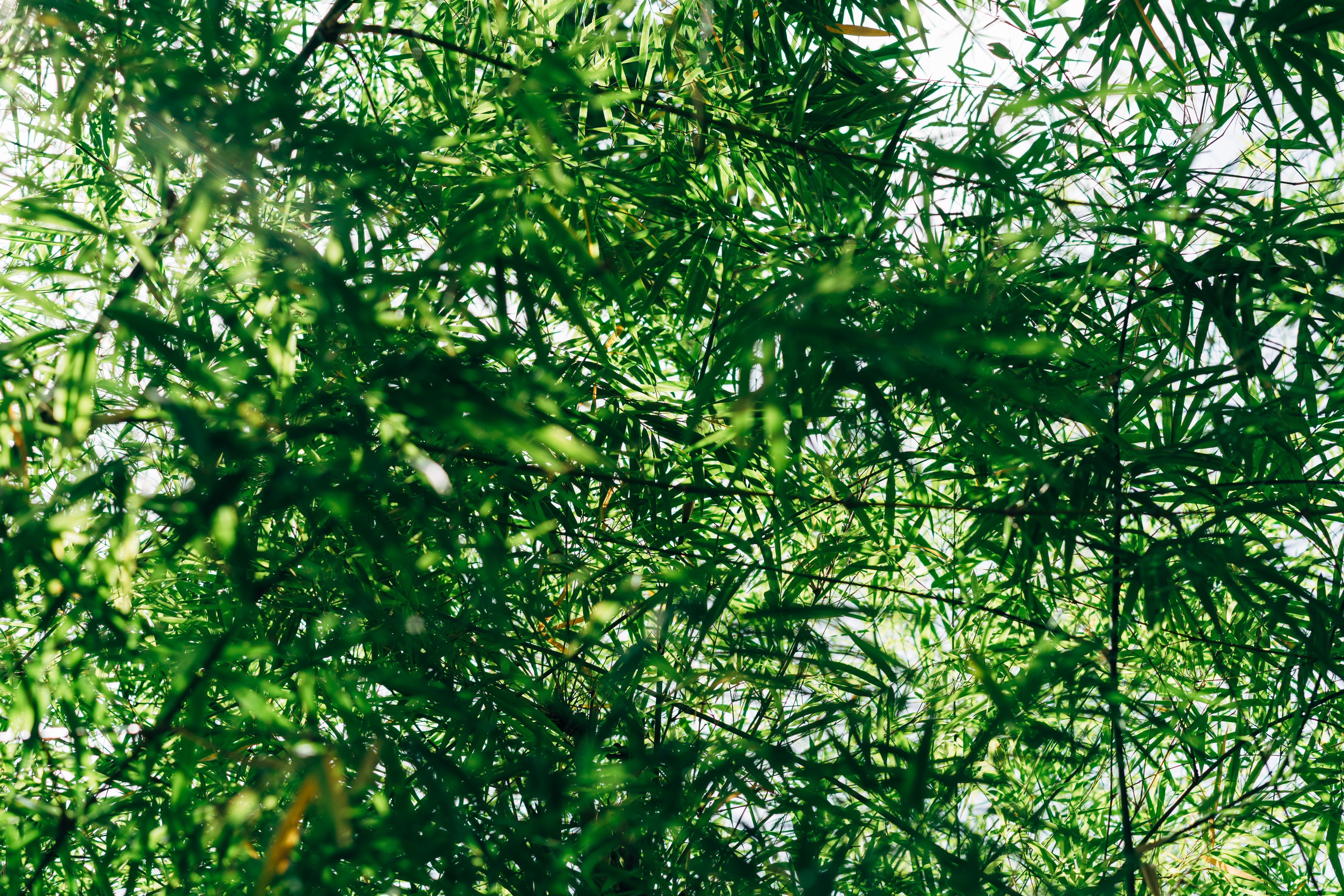 Green Bamboo Trees in Wild Forest · Free Stock Photo