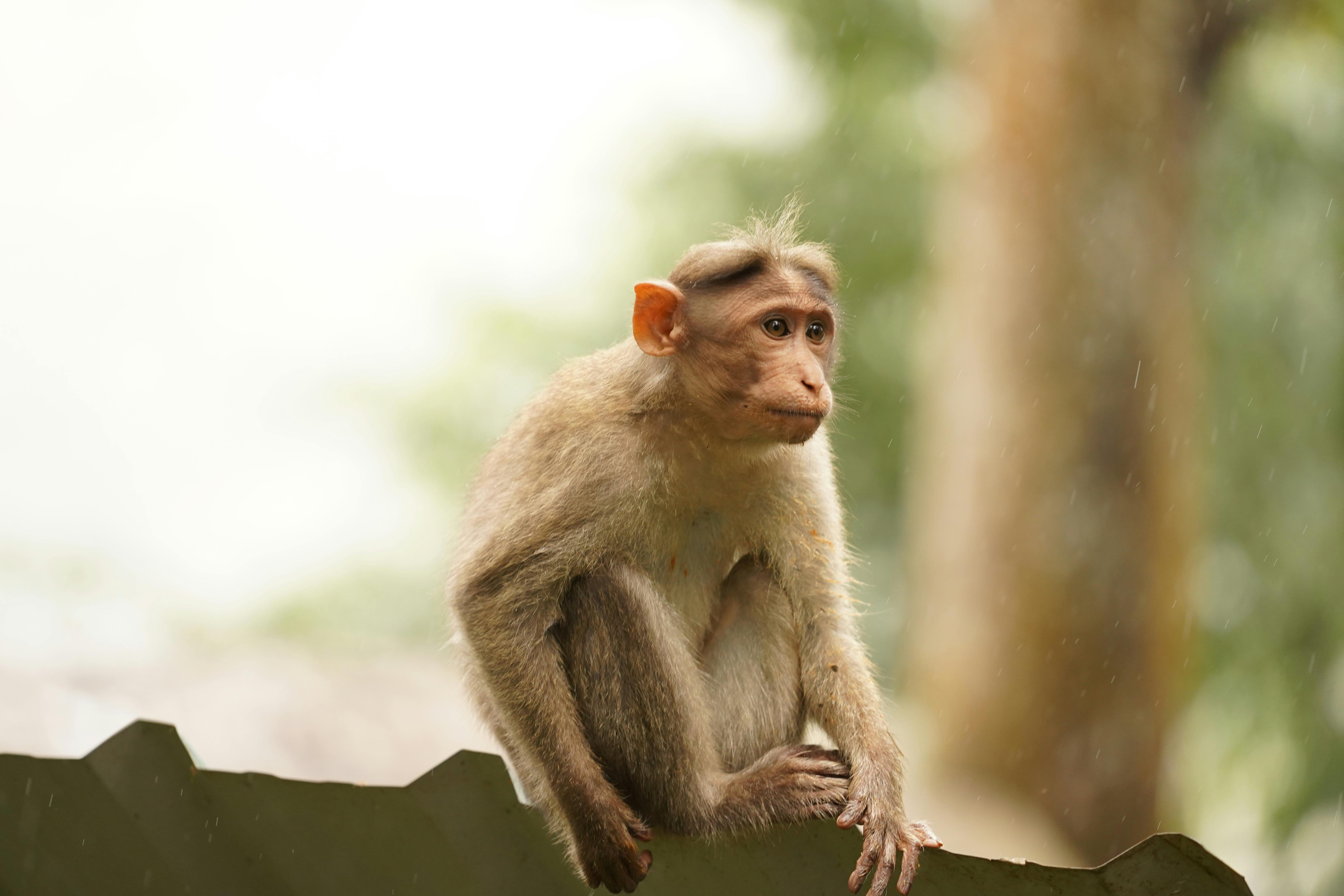 Close-Up Shot of a Brown Monkey · Free Stock Photo