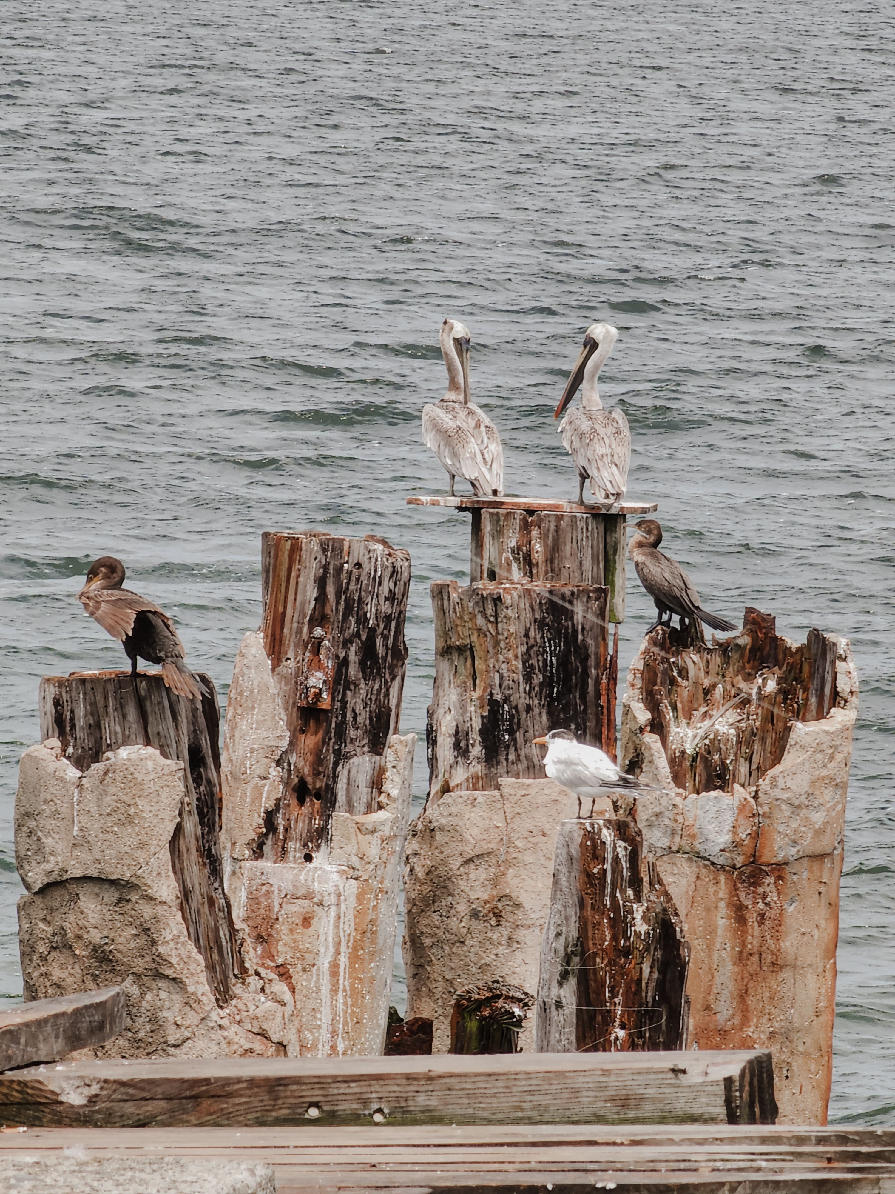 Pelican and Ducks · Free Stock Photo