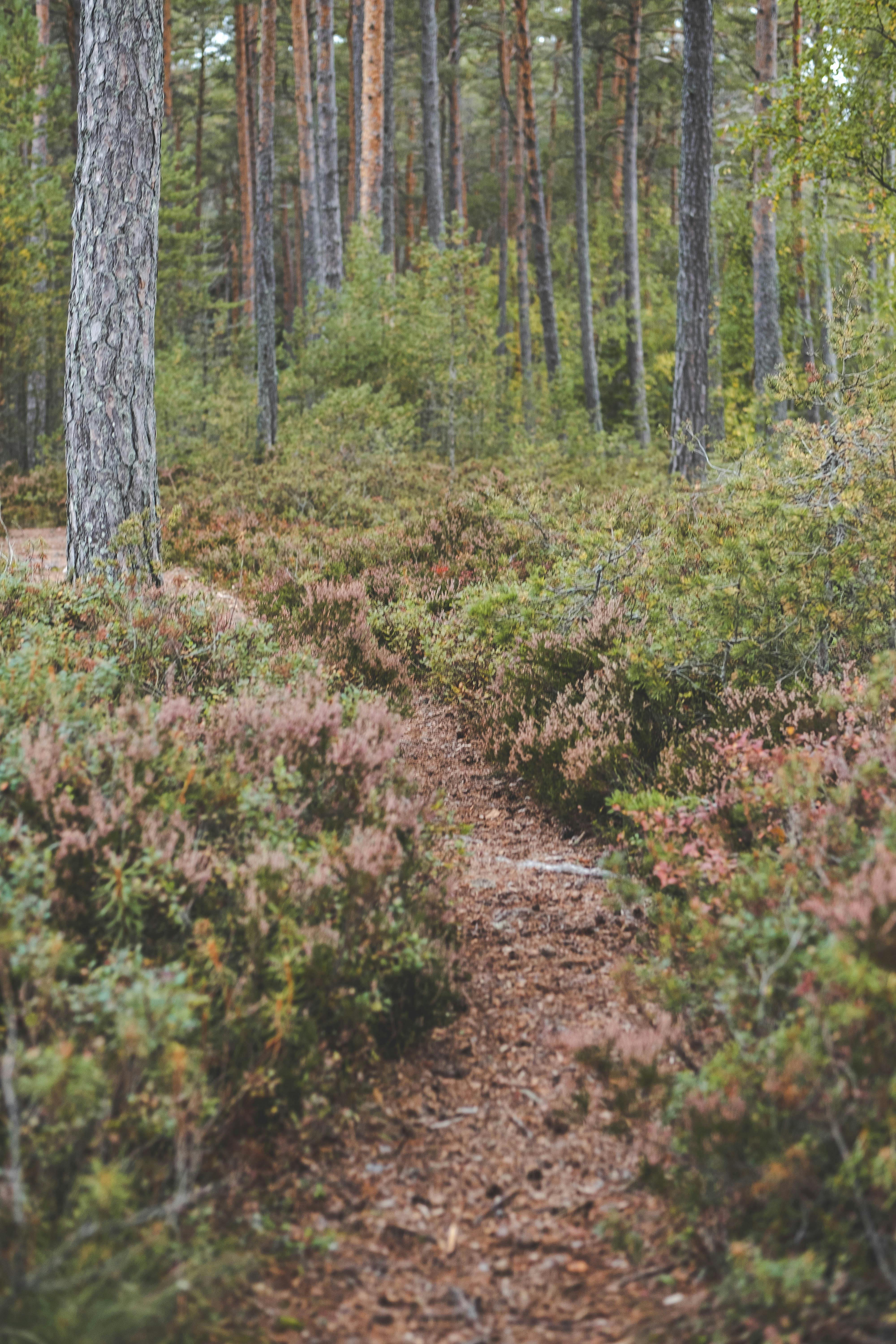 Empty Trail in Forest · Free Stock Photo