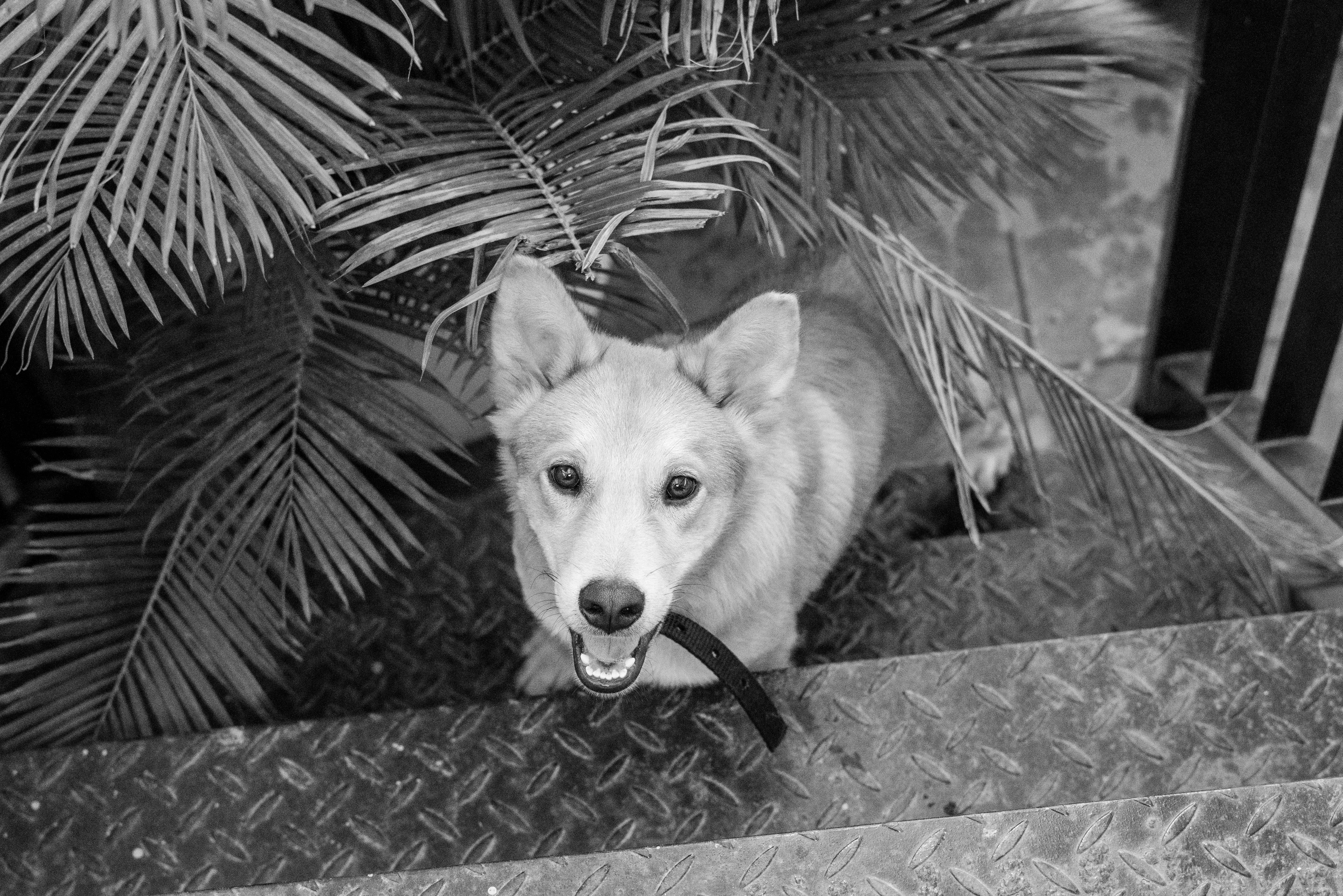 Grayscale Photo of a Dog on Stairs · Free Stock Photo