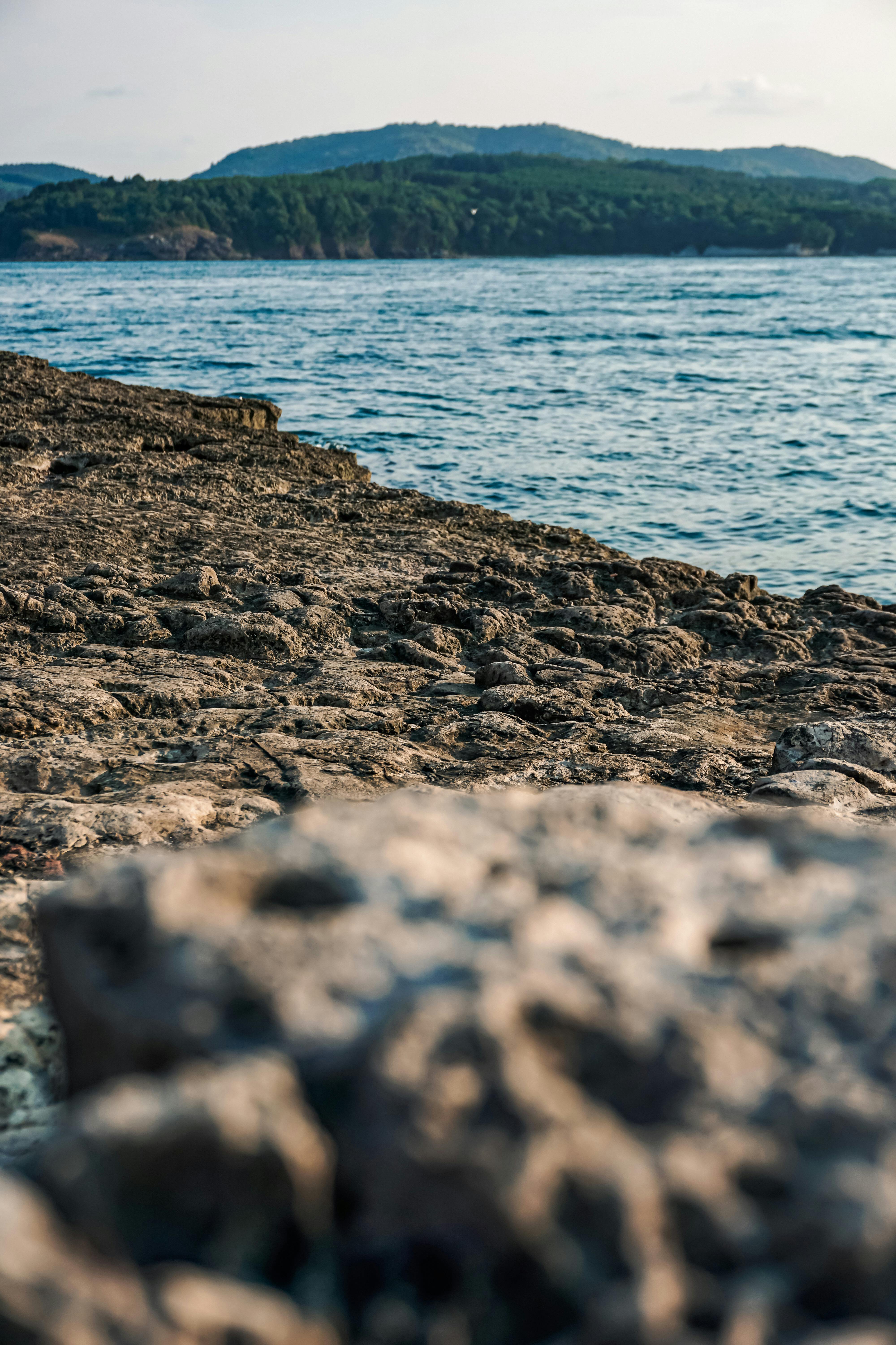 Lake and Forest on the Lakeshore · Free Stock Photo