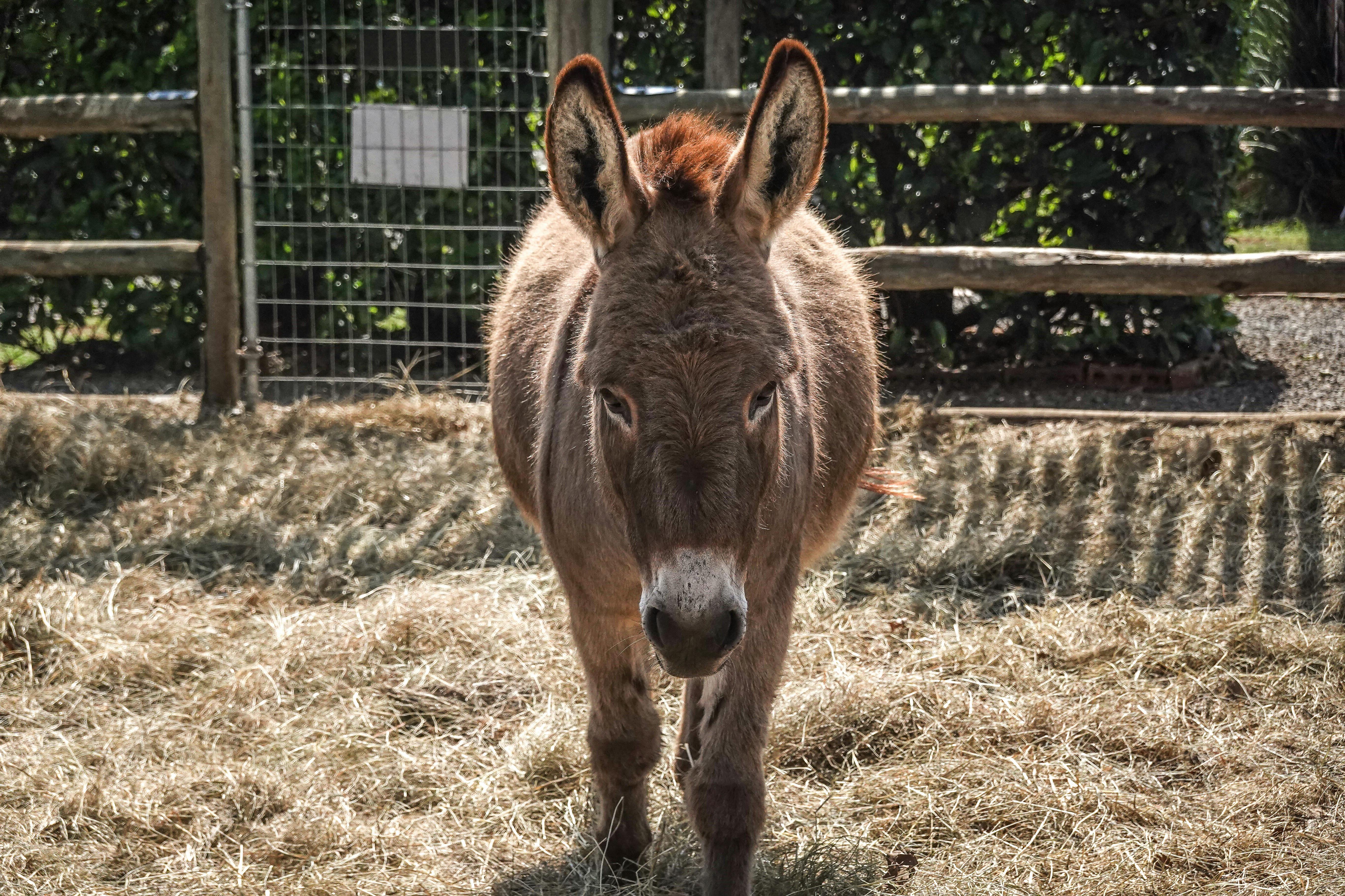 Brown Donkey in Close Up Shot · Free Stock Photo