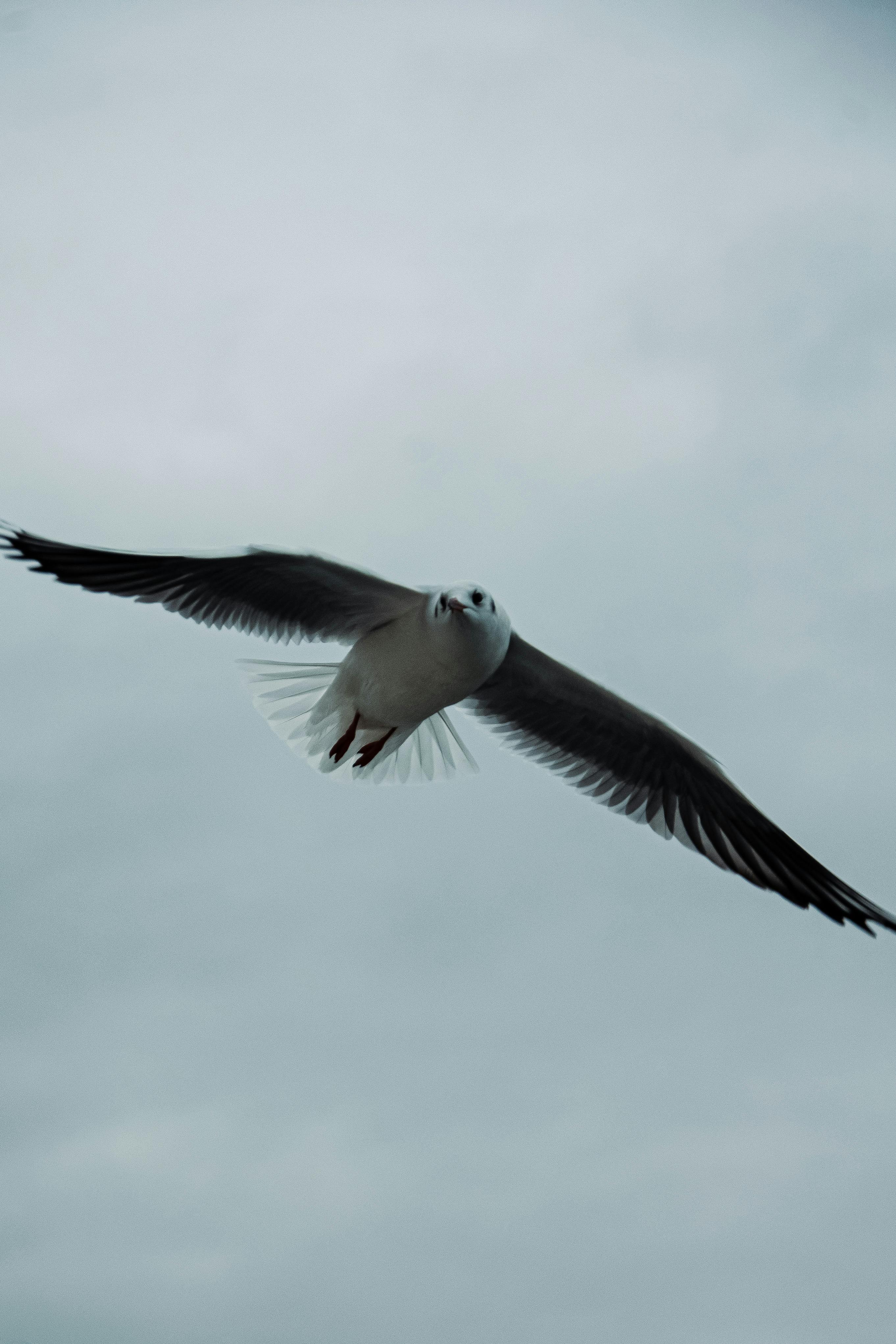 White and Gray Bird Flying Under Gray Sky · Free Stock Photo